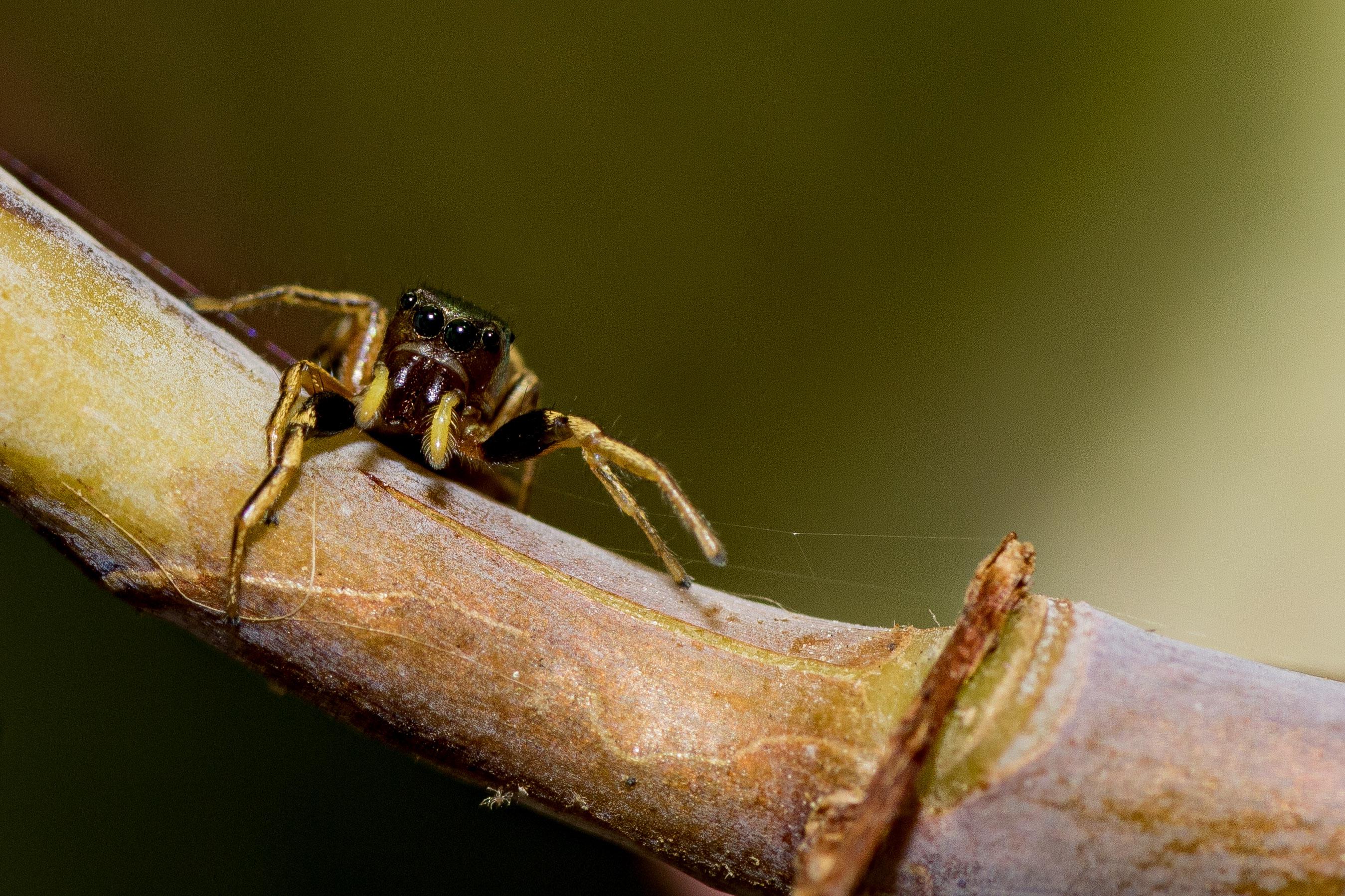 Friendly Jumping Spider | Scrolller