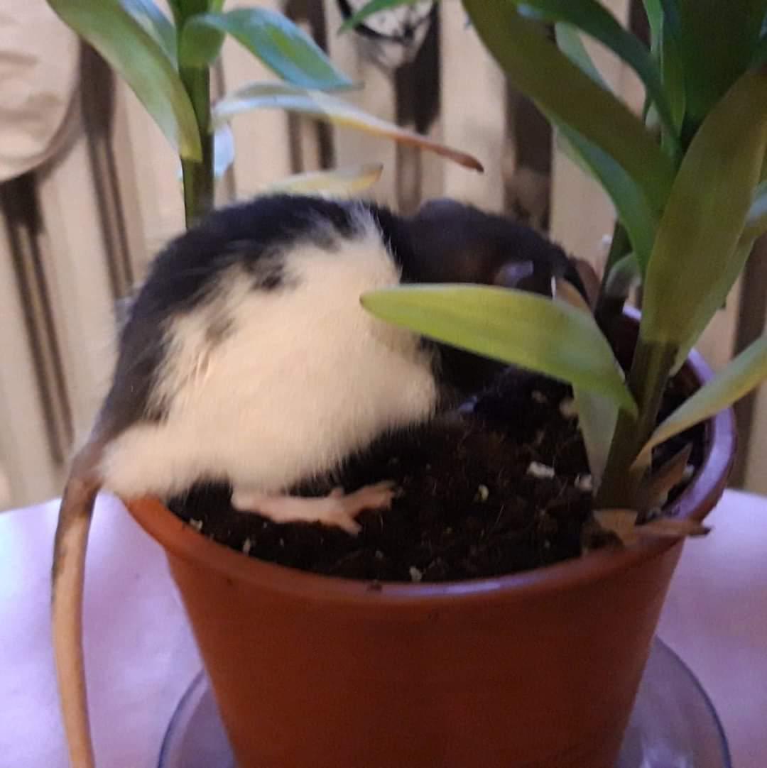 he likes to dig 🥰 | Scrolller