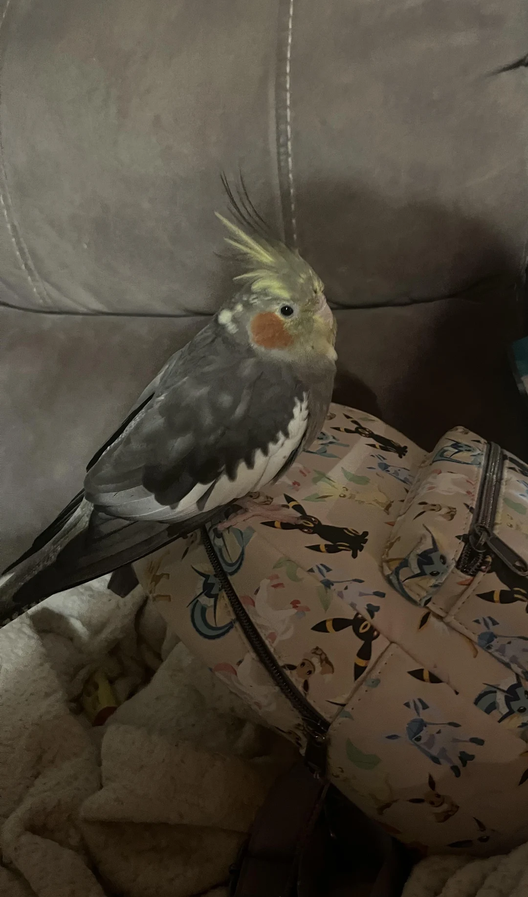 My backpack, MINE! | Scrolller