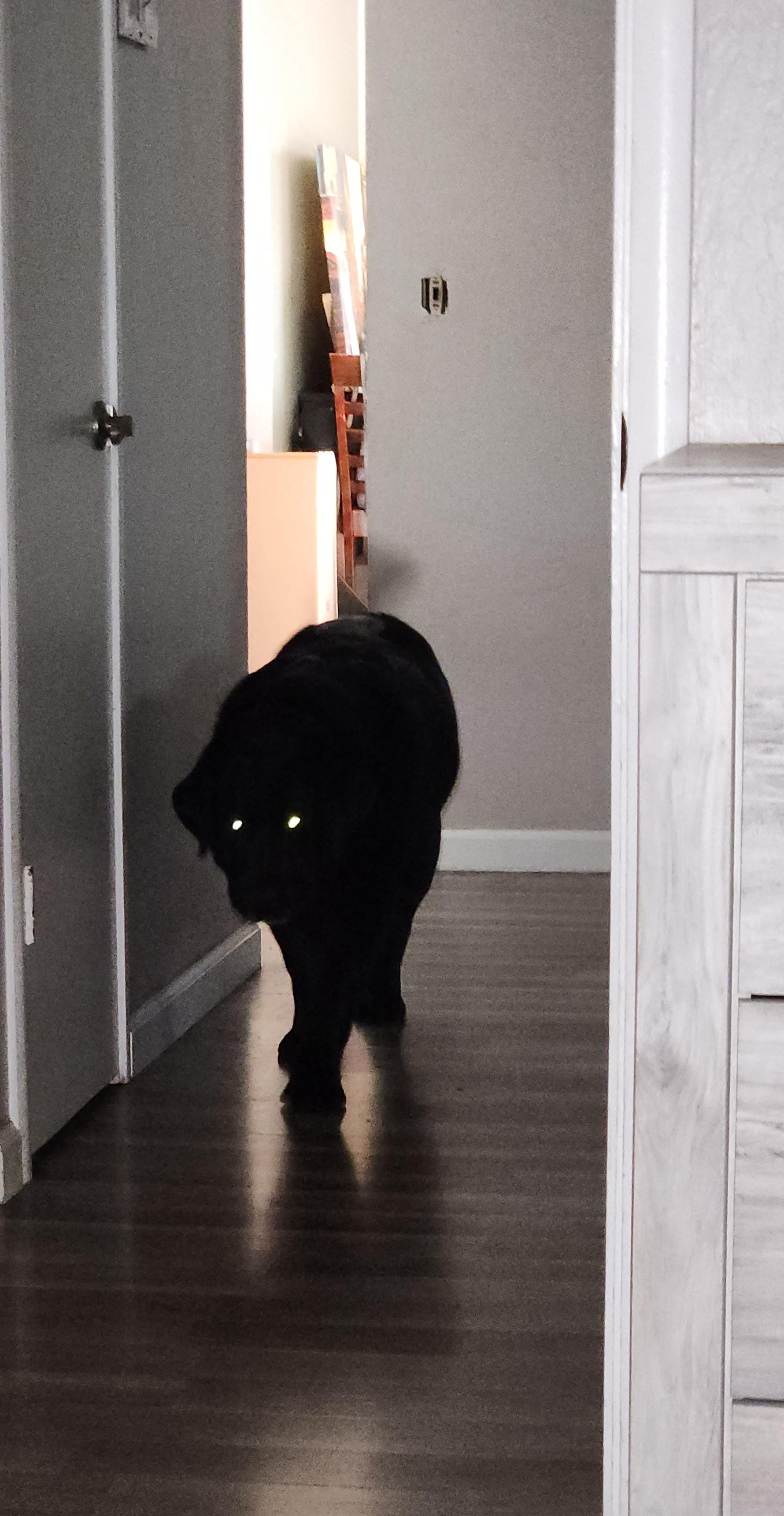 Cody, the hall monitor. | Scrolller