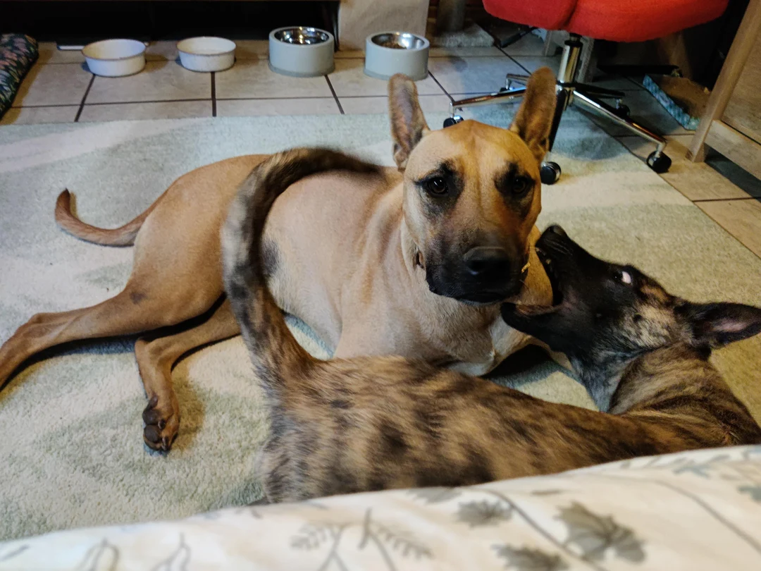 Scooby's patience: 100 | Scrolller