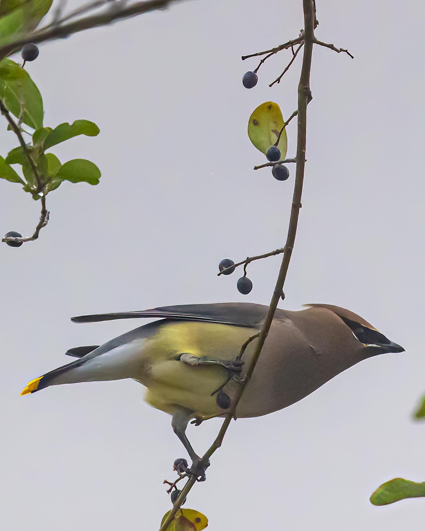 Cedar Waxwing, one of my favorite birds. Roswell, Georgia, 12/05/2022 | Scrolller