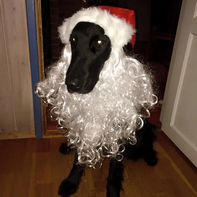 Halloween is coming up,do you guys have any cool costumes for your dogs? | Scrolller