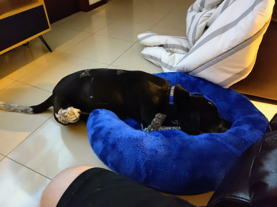 New bed, instructions unclear. | Scrolller