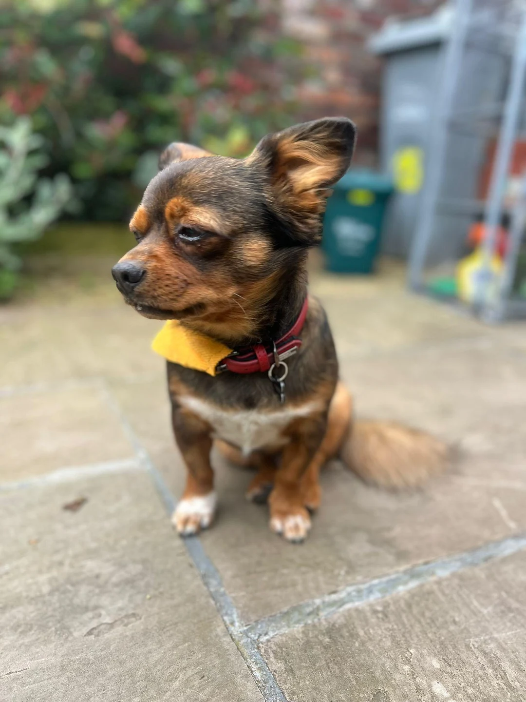 What breed is my lil Henry? Romanian rescue. | Scrolller