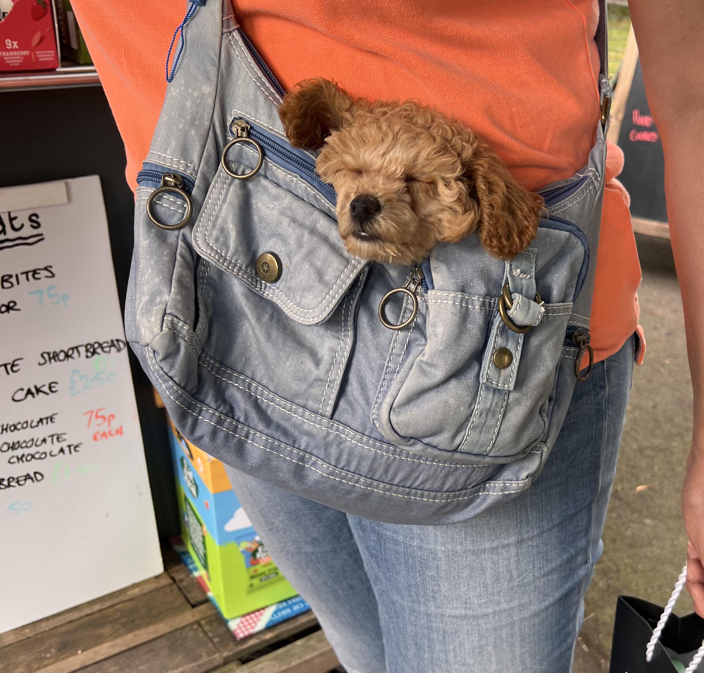 [OC] spotted a sleepy pupper out the corner of my eye at the park 🥹 | Scrolller