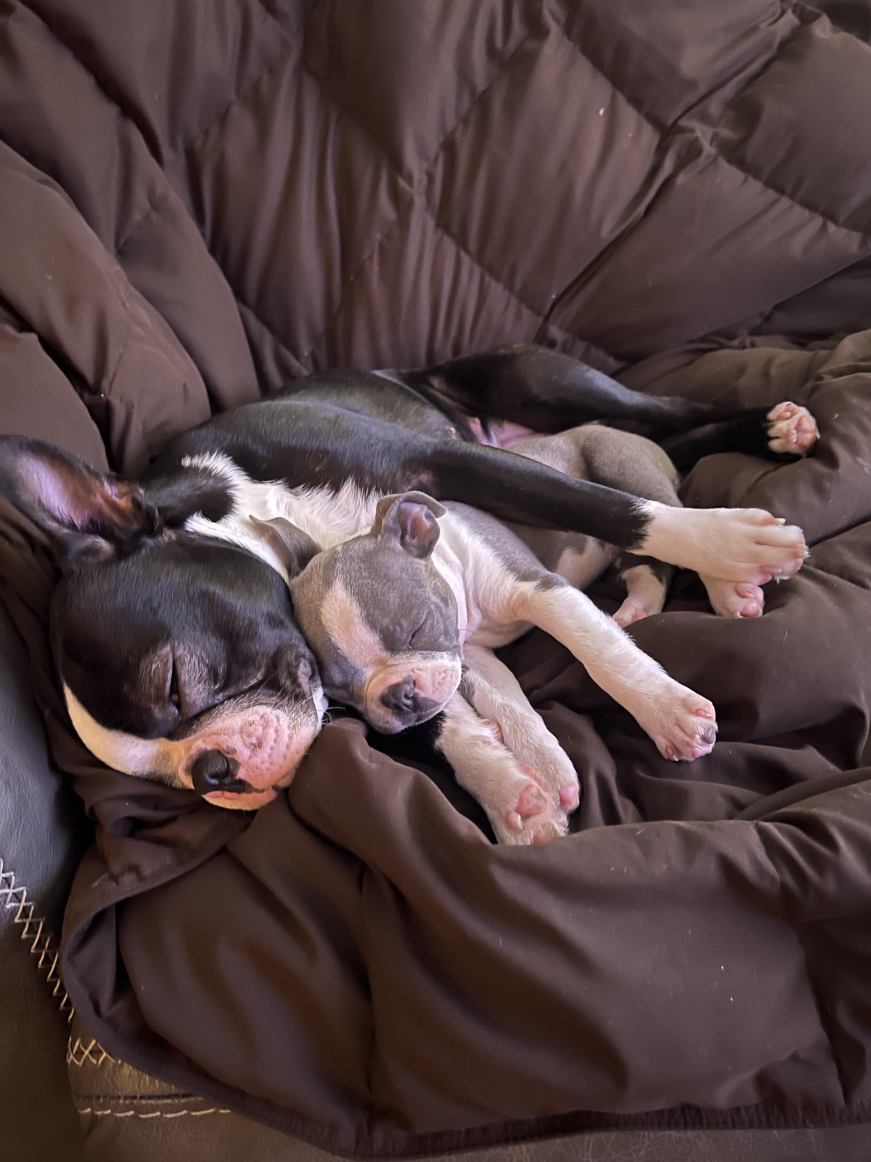 New Boston sisters! | Scrolller