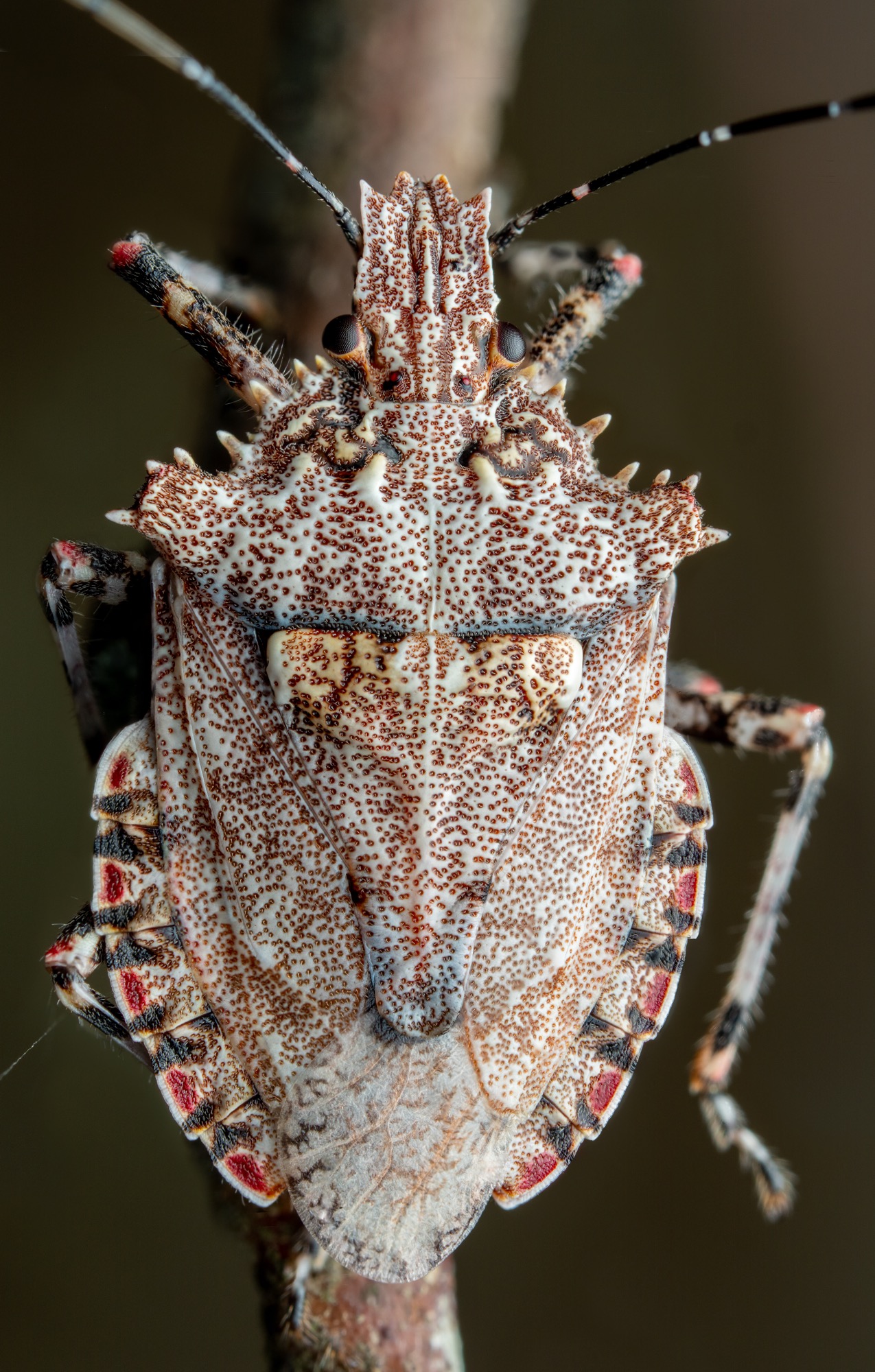 Rough Stink Bug | Scrolller