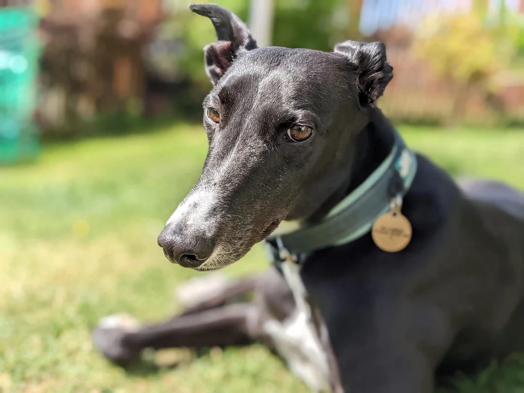 Watching my humans putting the laundry out to dry | Scrolller