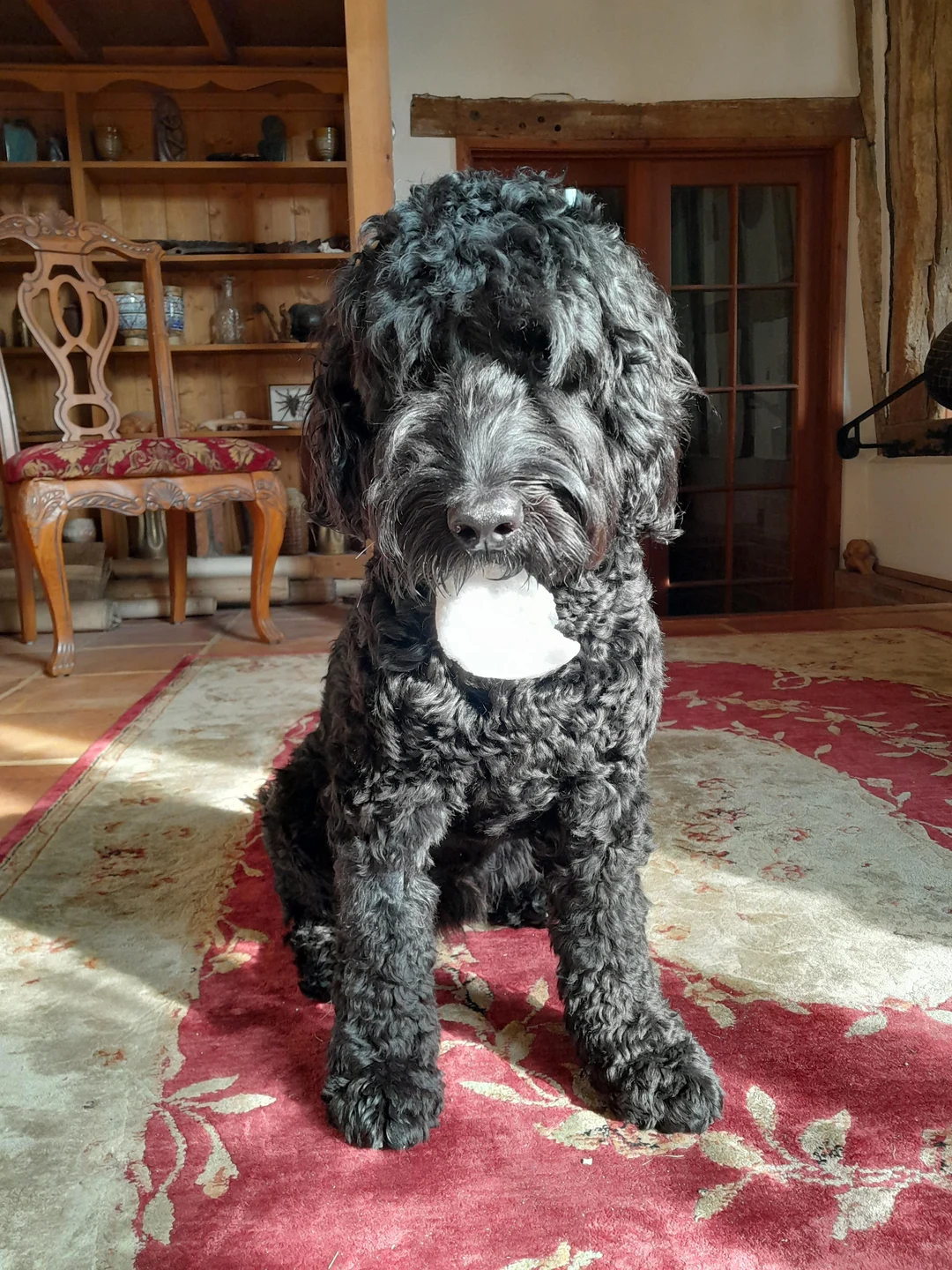 Buzz: "...I swear I didn't steal your prawn cracker." | Scrolller