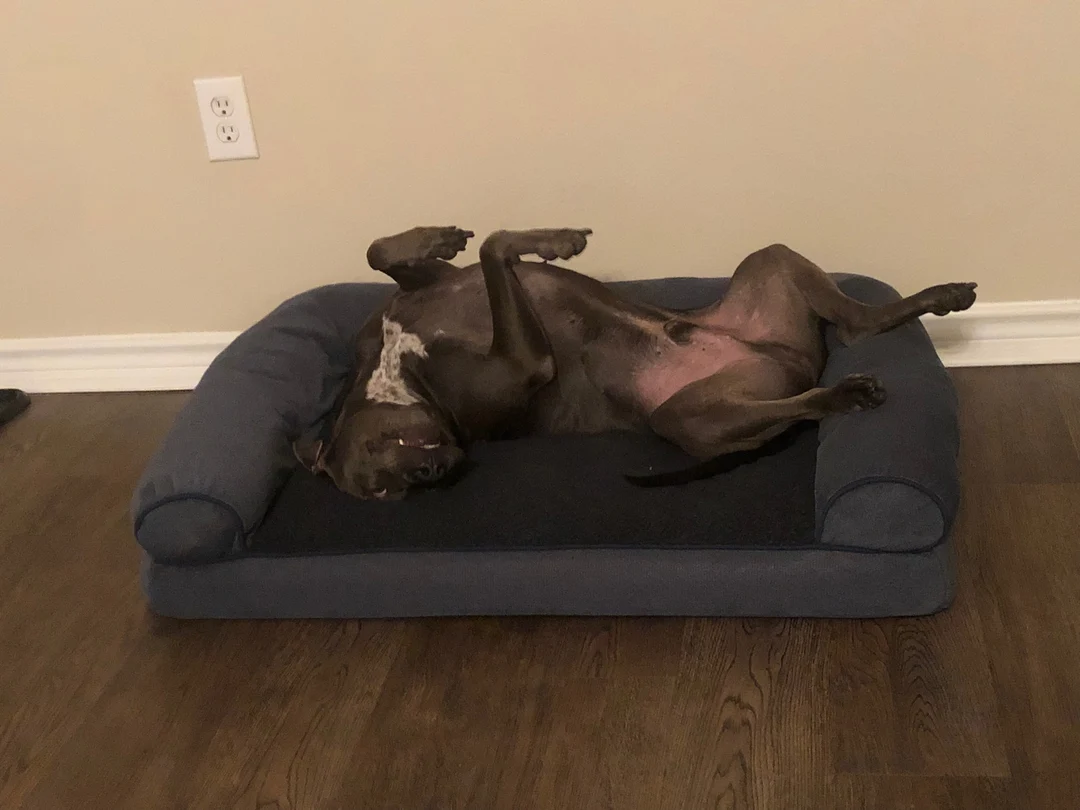 Ruff Week | Scrolller