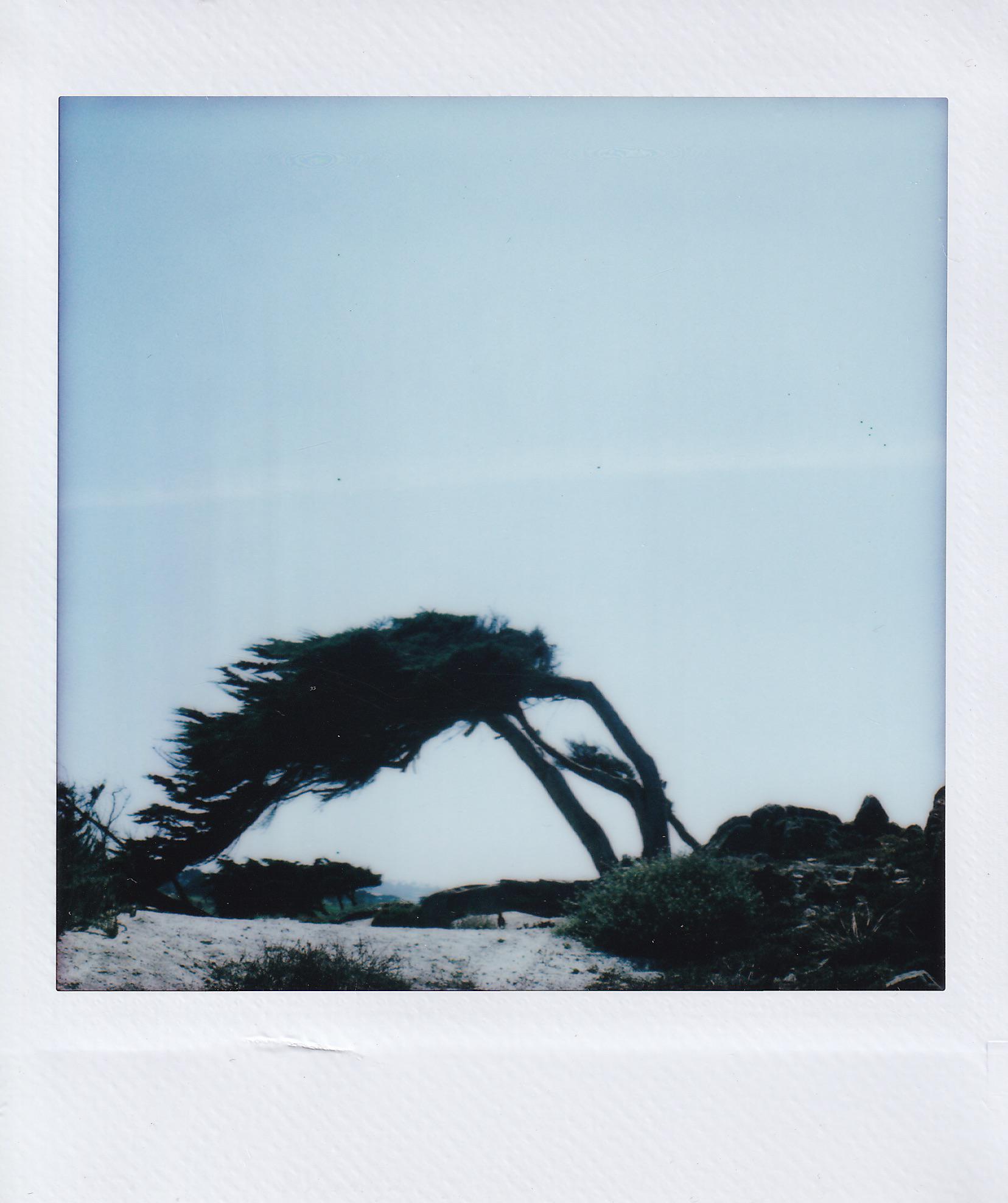 wind torn // Lomo’Instant Square | Scrolller