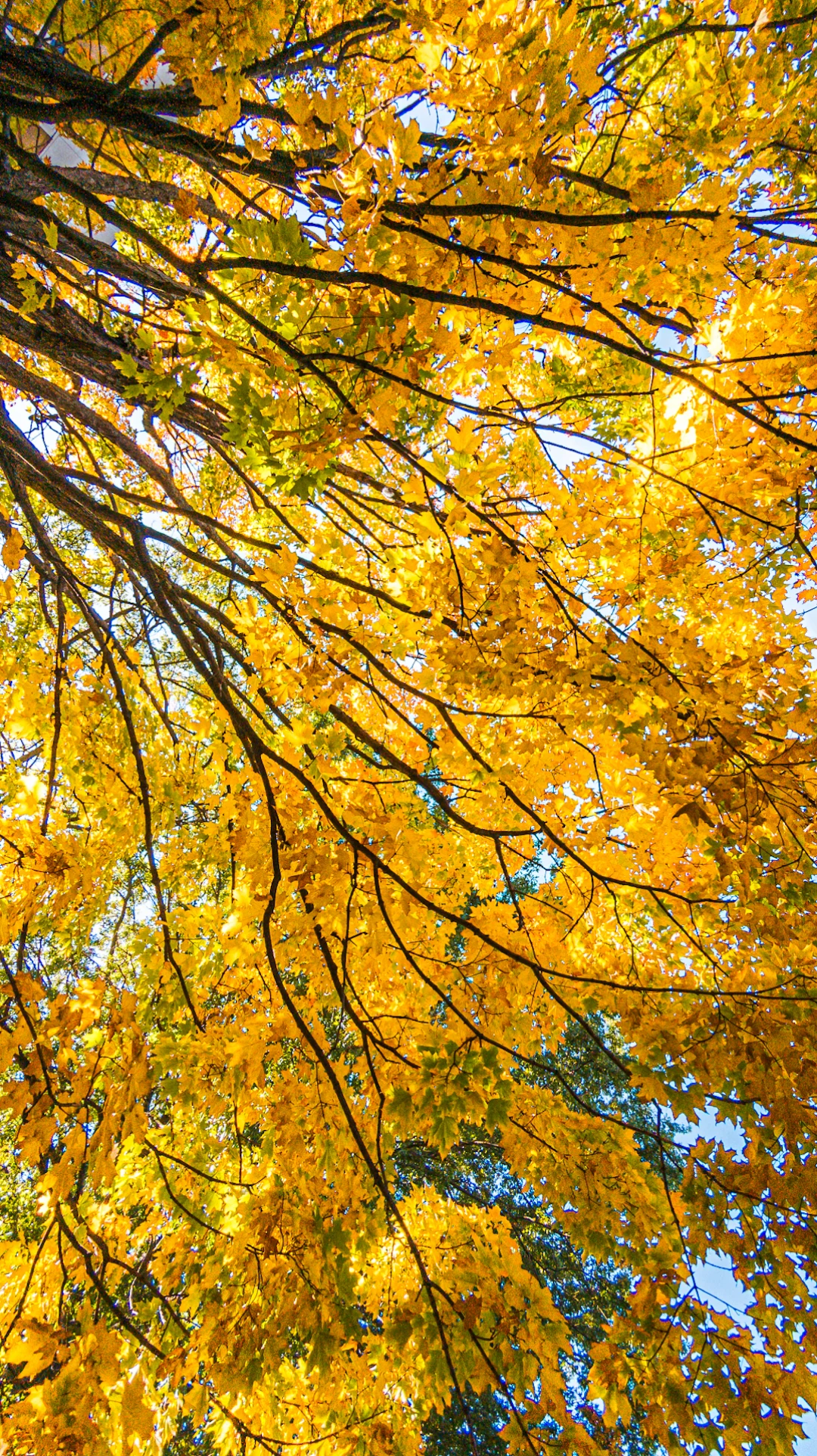 A maple tree showing it's color in Worcester, MA [1080x1920] [OC] | Scrolller