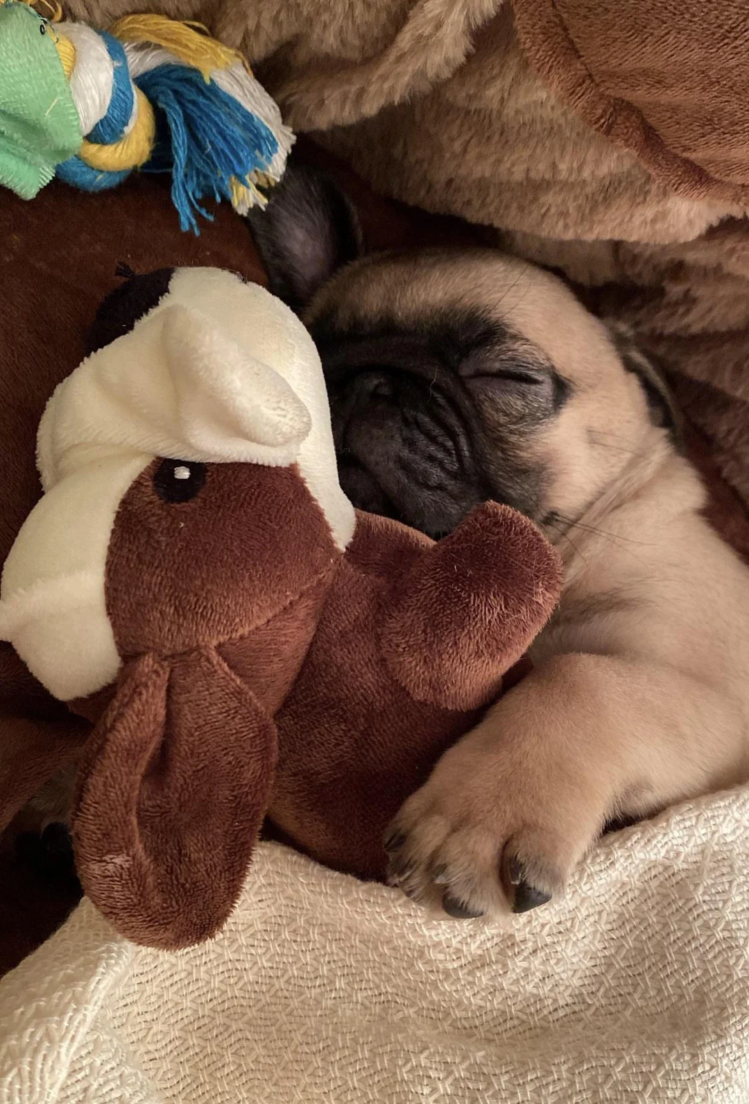 Shhh… He’s sleeping.. | Scrolller