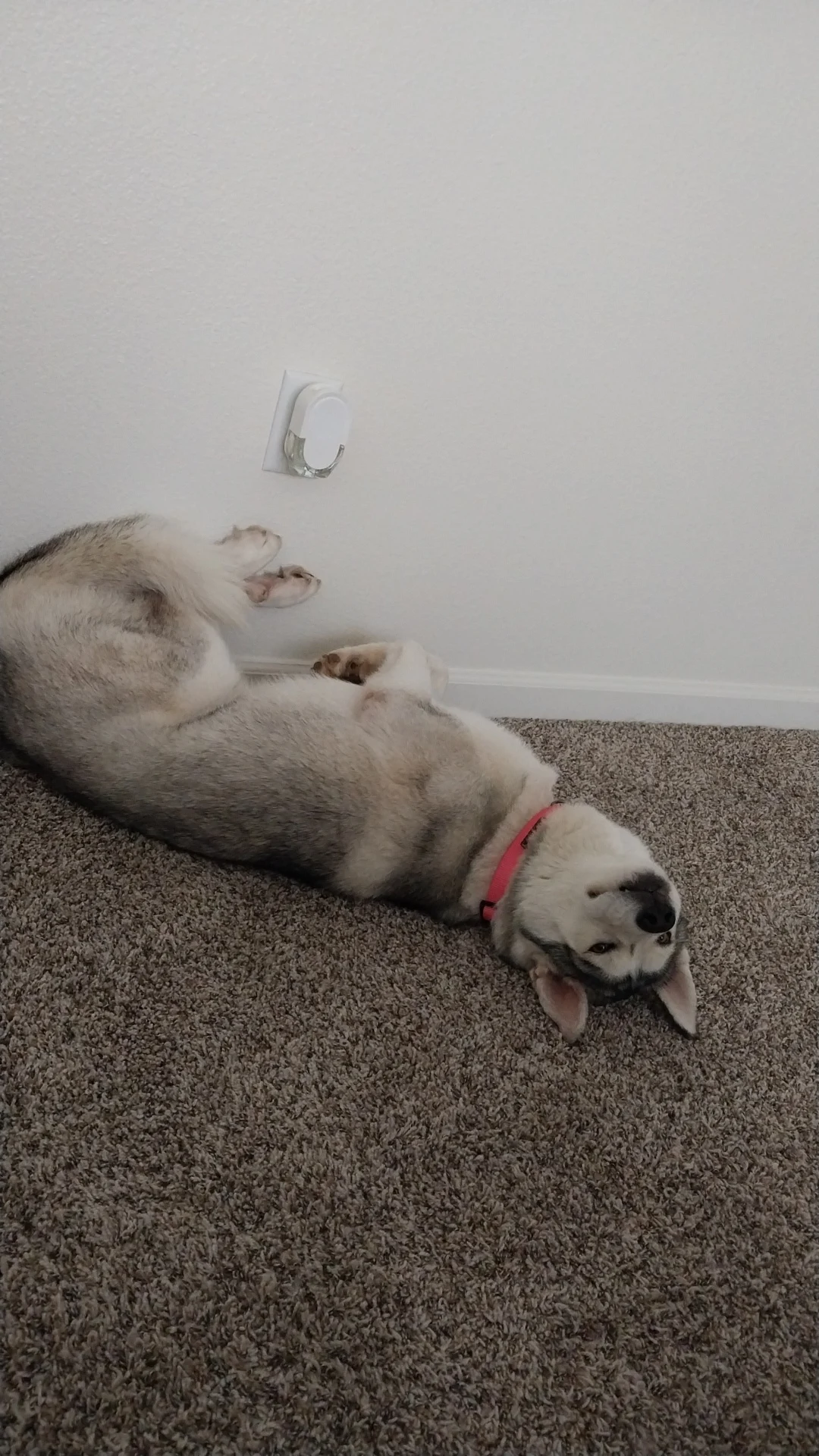 The Wakening Of The Goofball | Scrolller