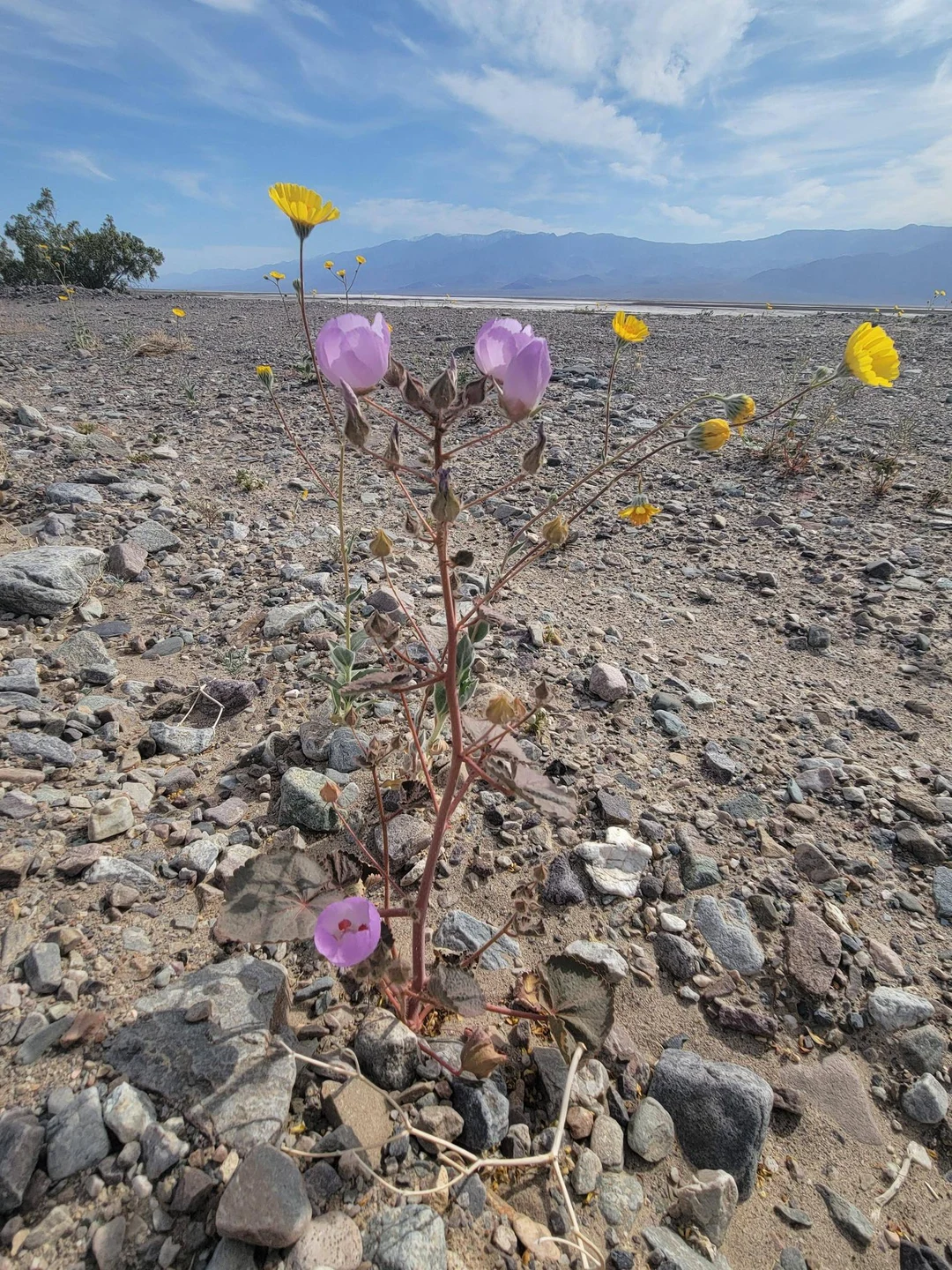 Wildflowers bloom of Death Valley [oc , 3024 x 4032] | Scrolller