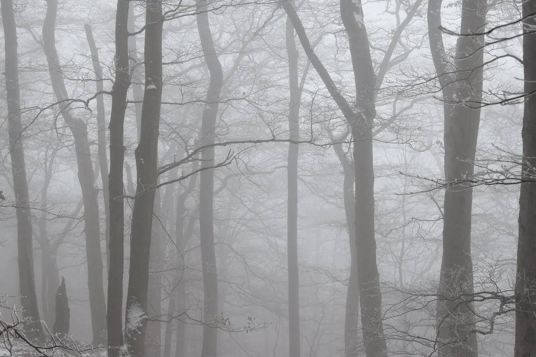 Milesovka foggy forest, CZ | Scrolller