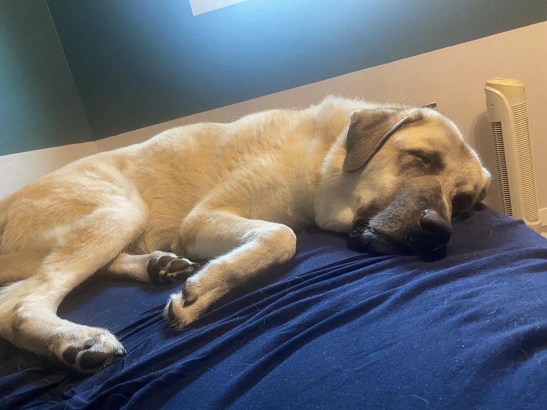 Sleeping giant | Scrolller