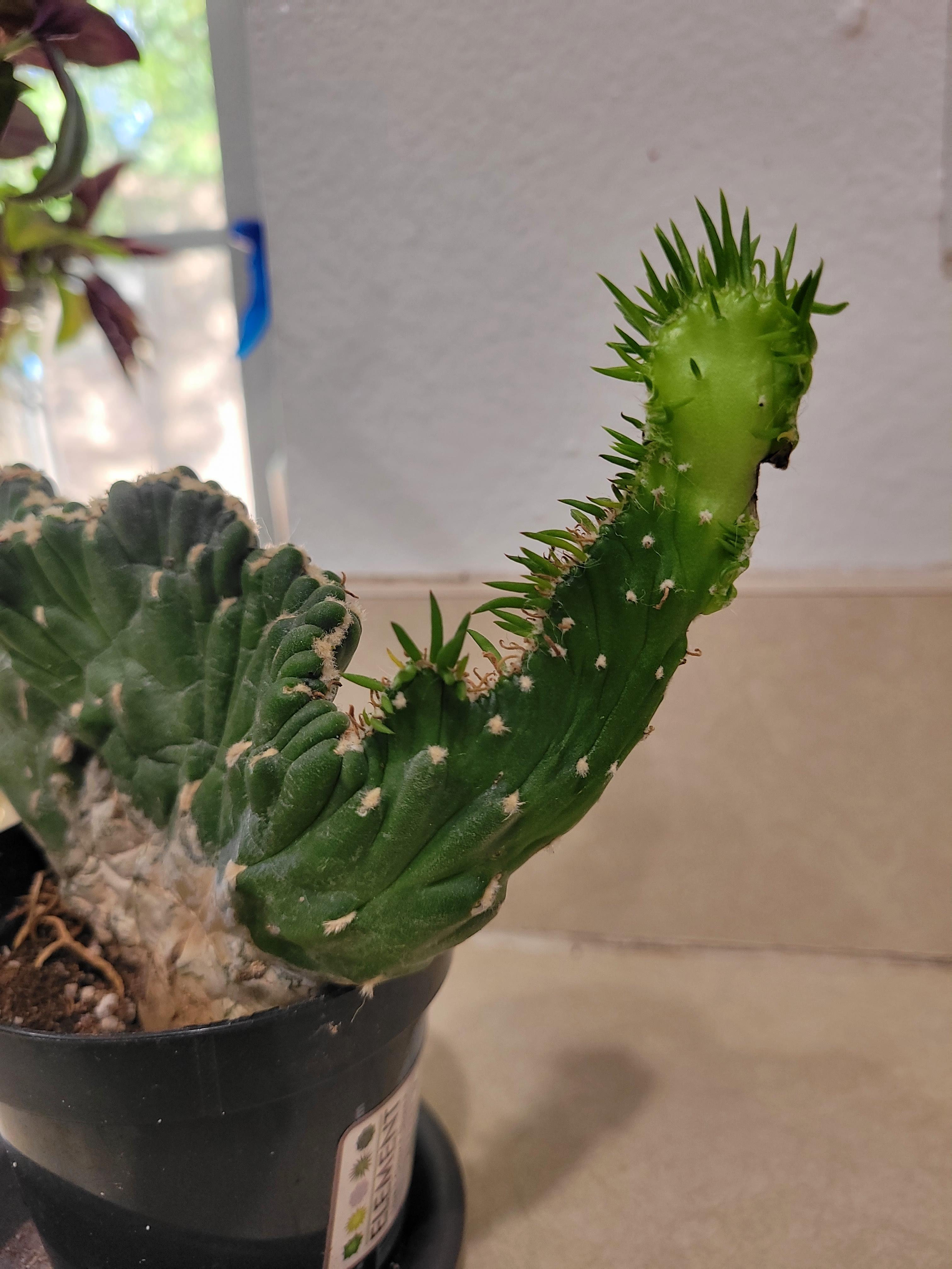 The new growth on my cactus. | Scrolller