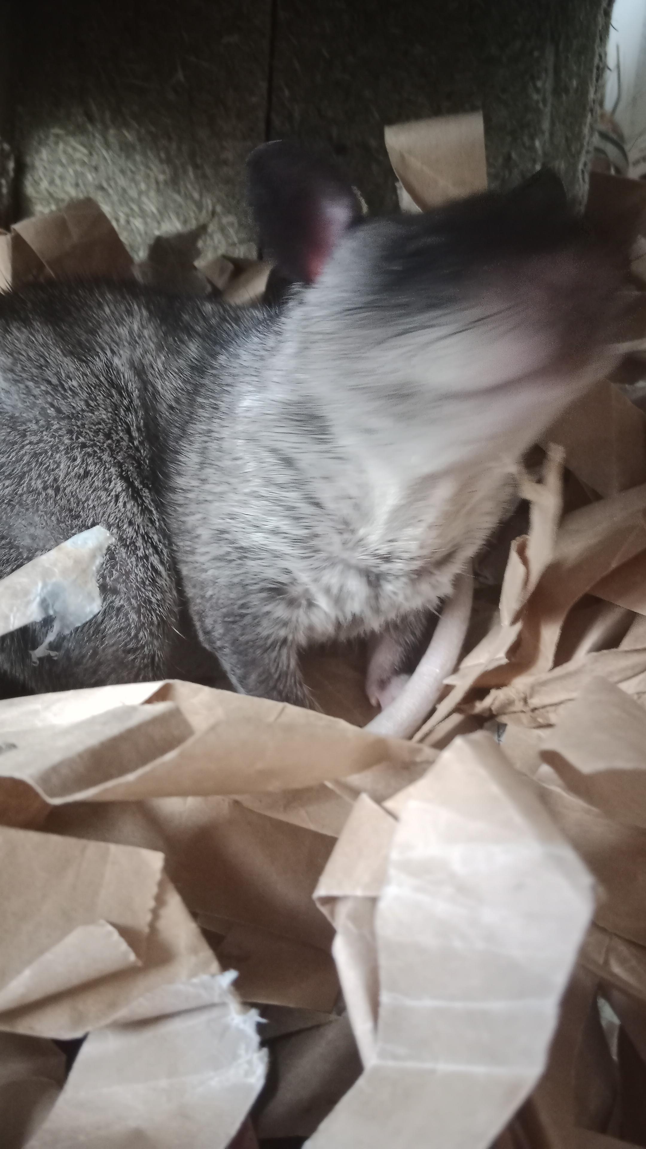 Little big baby rat | Scrolller