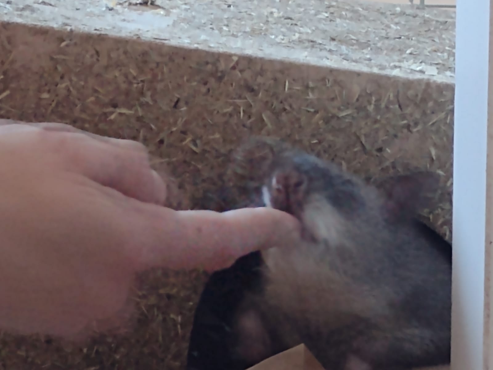 Little big baby rat | Scrolller