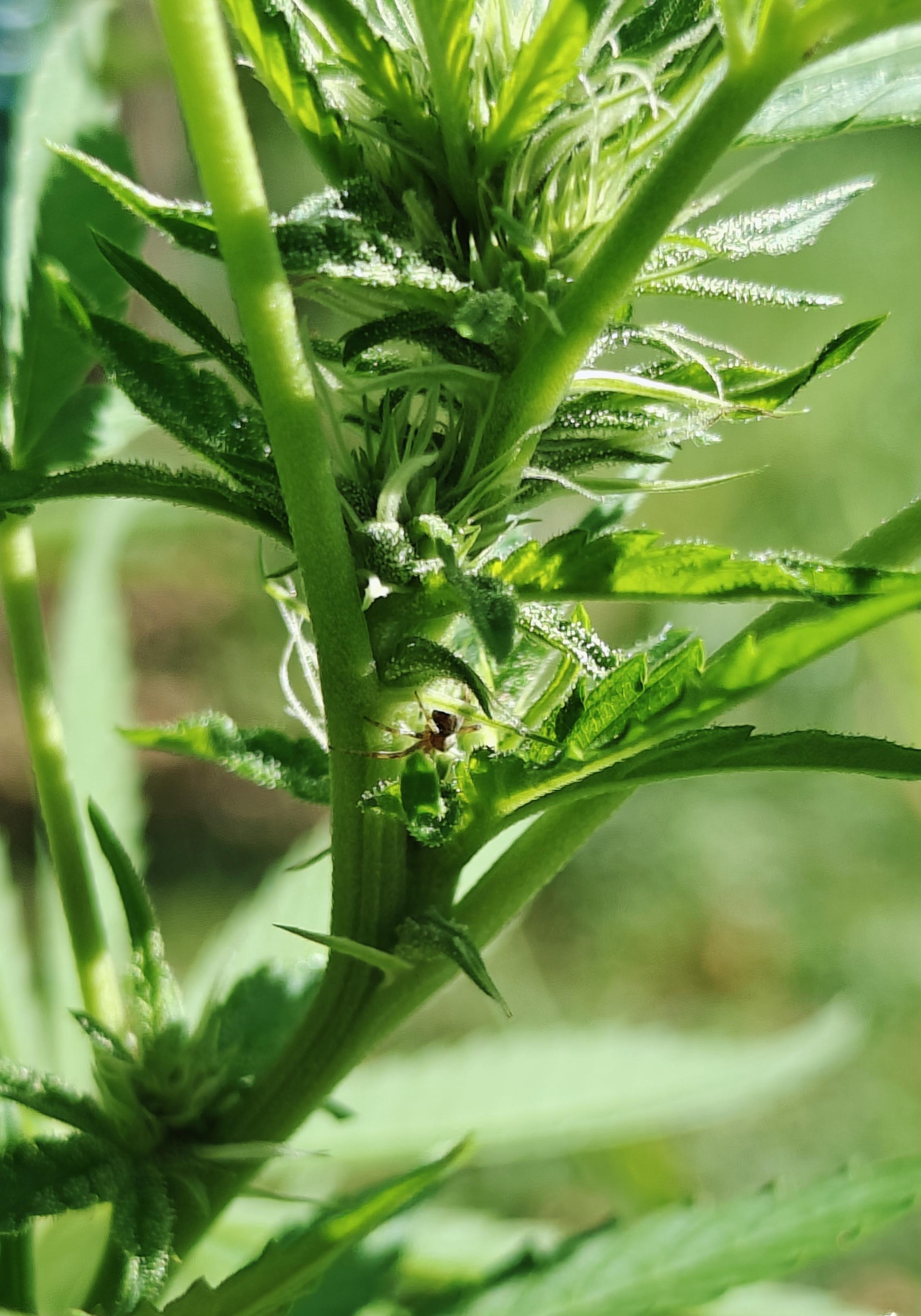 Got my own plant security | Scrolller