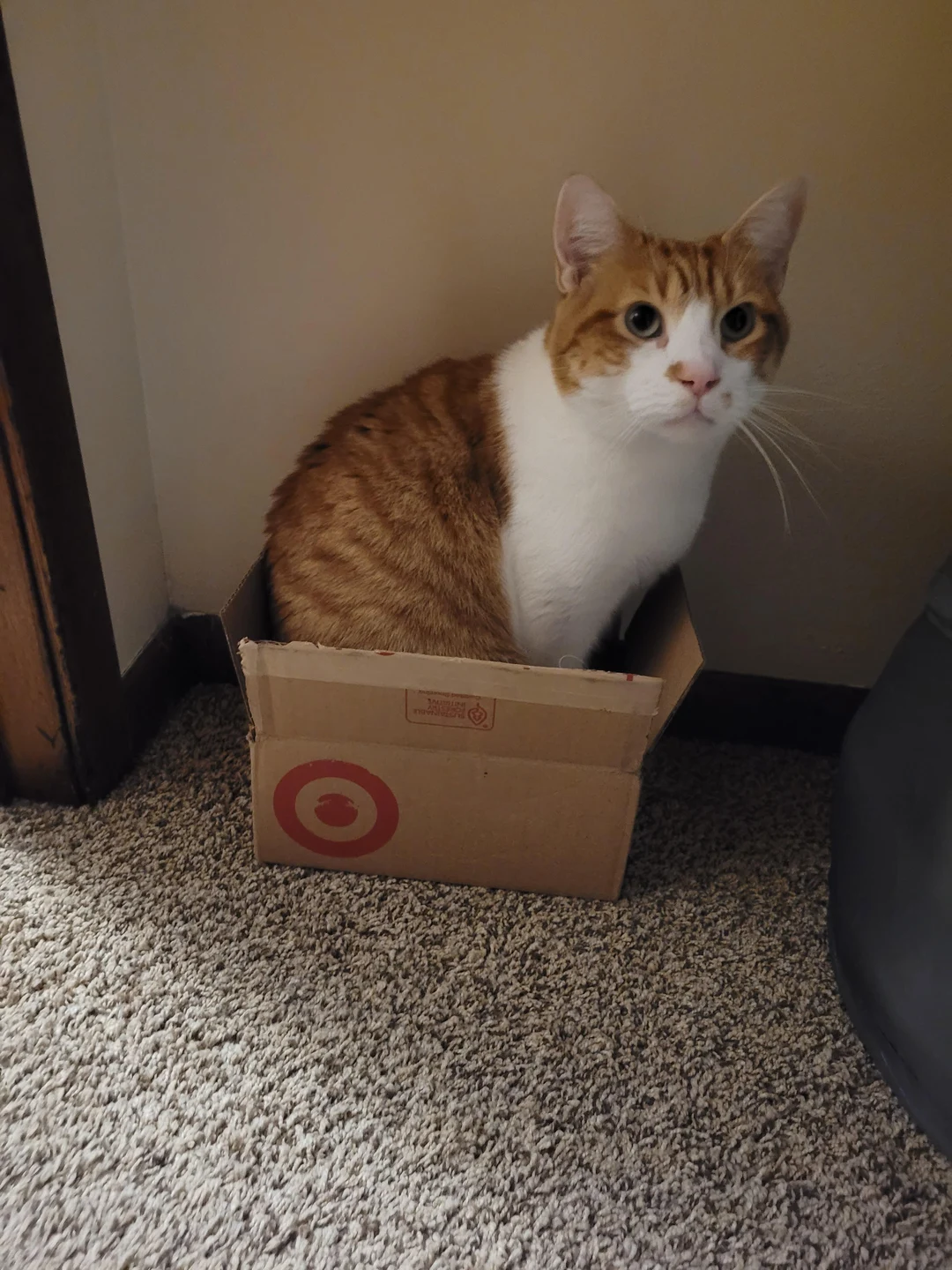 Another successful capture | Scrolller