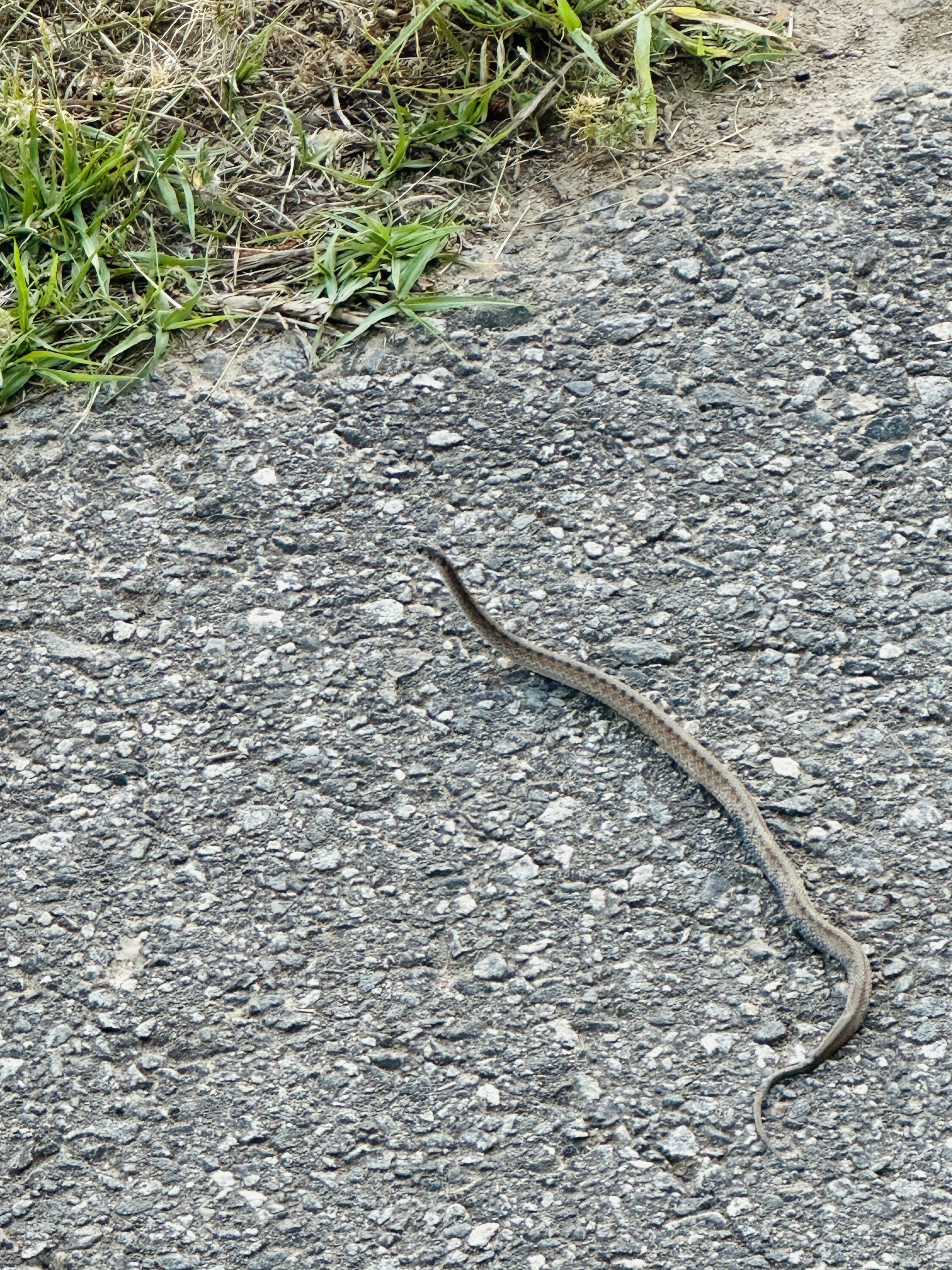 Discover more like Snakes: What snake is it, Charlotte NC and Related Content | Scrolller