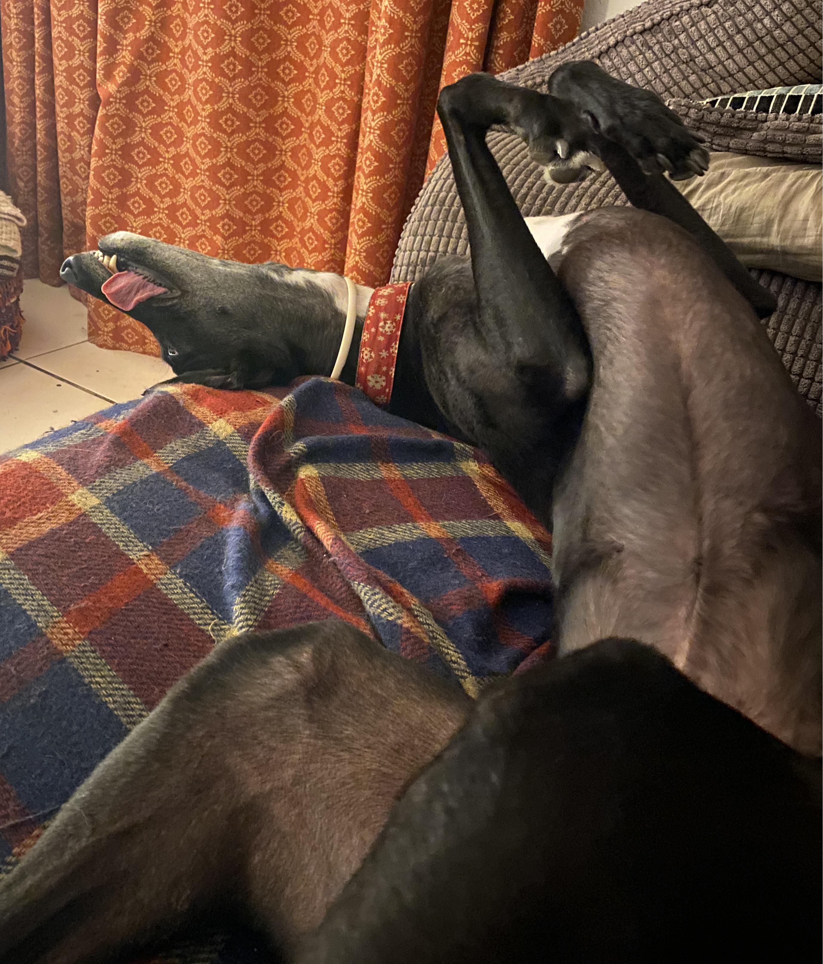 Discover more like Greyhounds: Ridders Roaching and Related Content | Scrolller