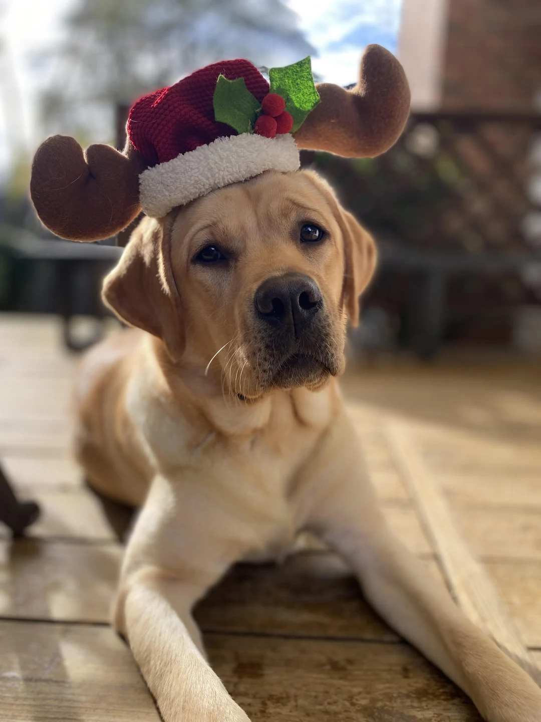 Jo! 10 month Labrador | Scrolller