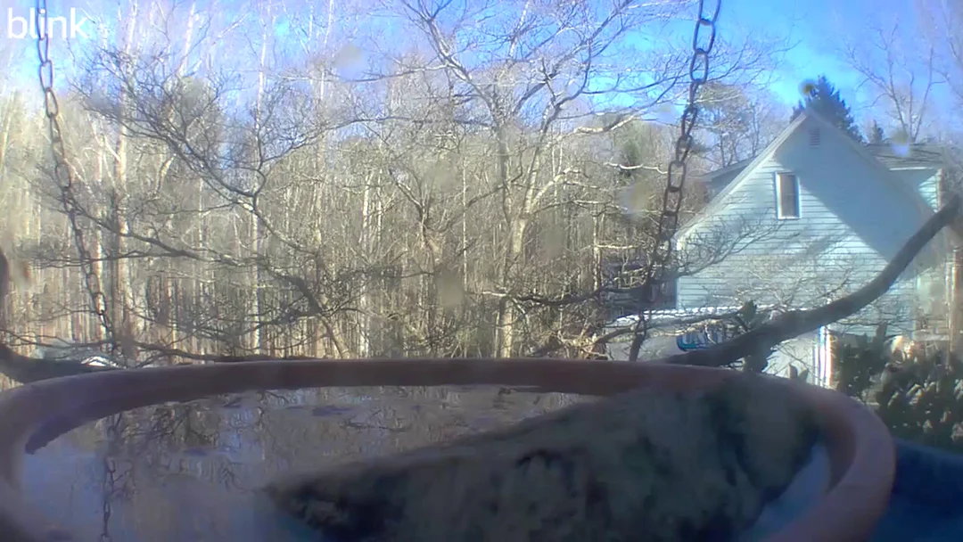 Oops, the birdbath is a bit cold today. | Scrolller