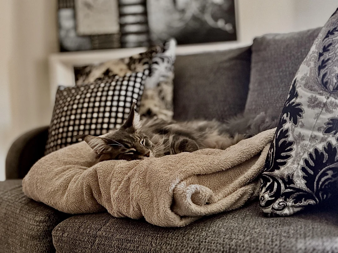 Cuddle Weather | Scrolller