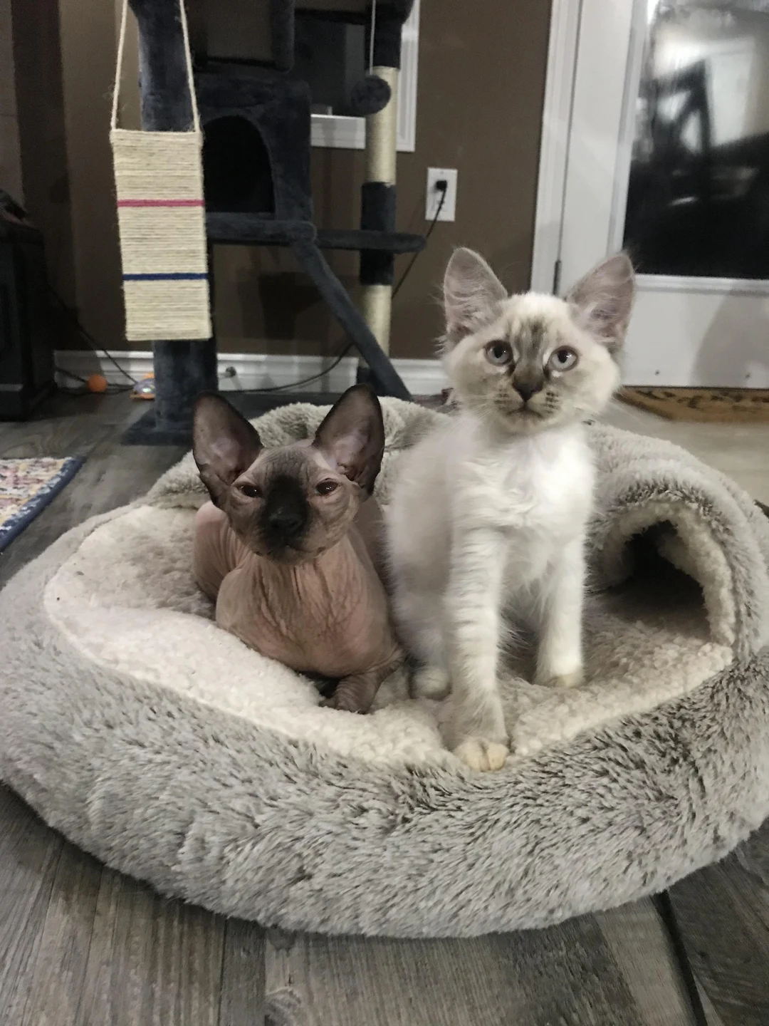 Hopper & Olive | Scrolller