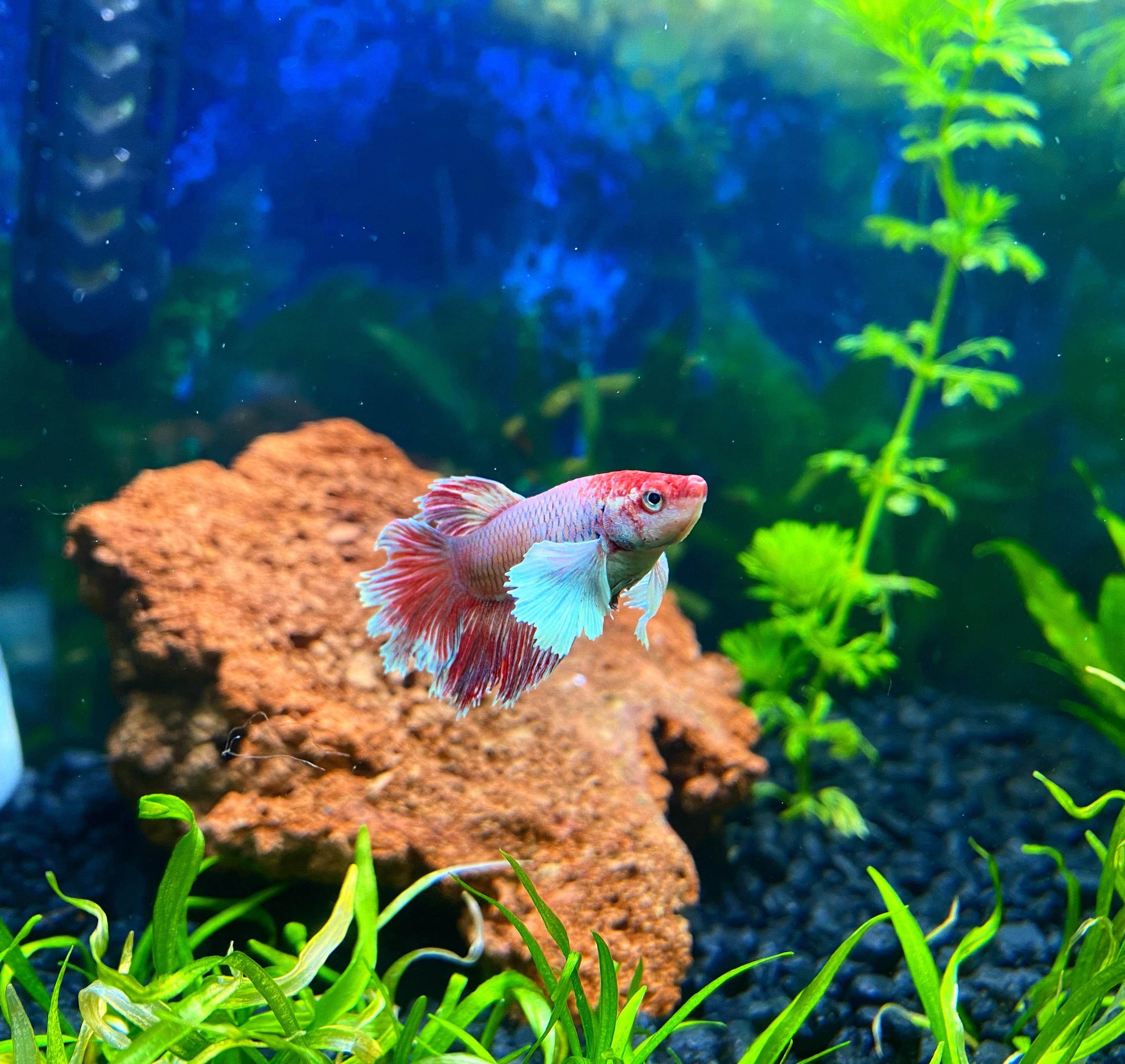 Introducing Swim shady. | Scrolller