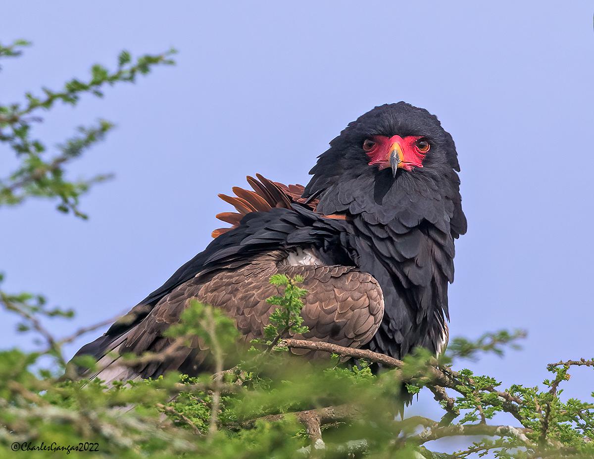 Bateleur Eagle | Scrolller