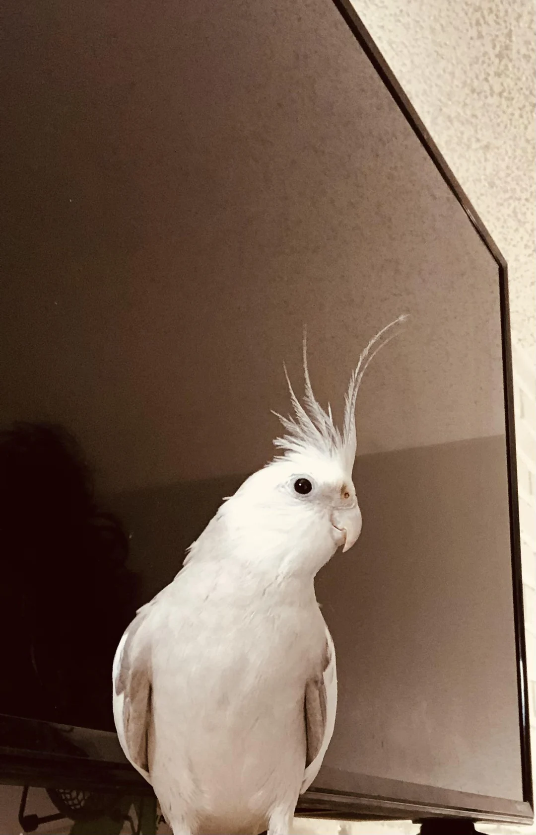 This is my birb-“Birdie” | Scrolller