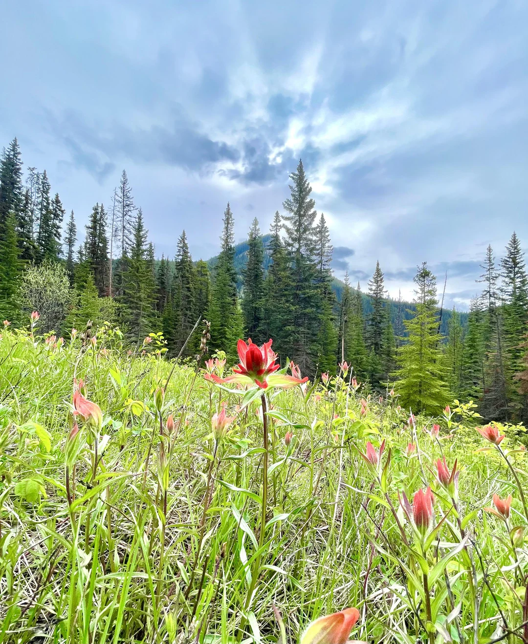 Wildflowers - Alberta Canada [OC] 2858 x 3487 | Scrolller