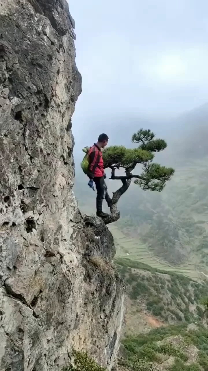 Hugging a tree on the edge of the mountain | Scrolller