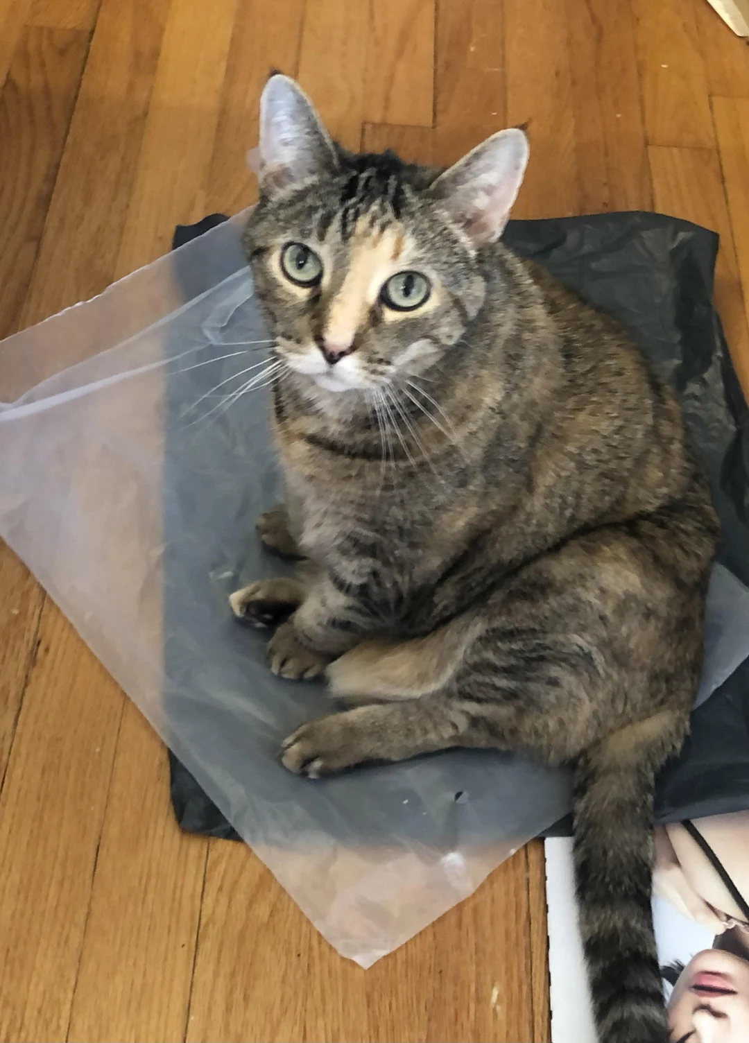 Took no time at all for these packaging materials to trap the ShuShu | Scrolller