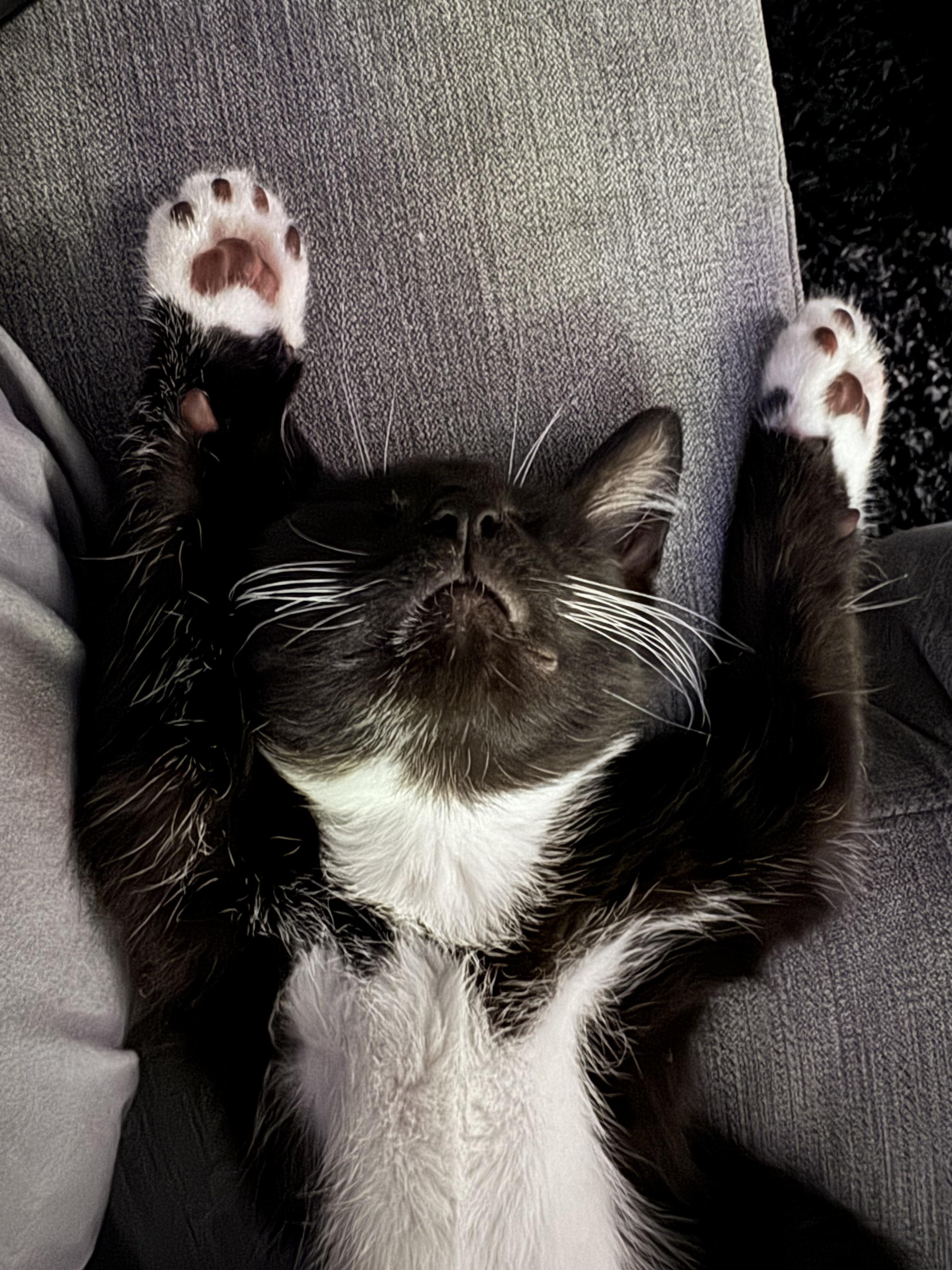 Professional napper | Scrolller