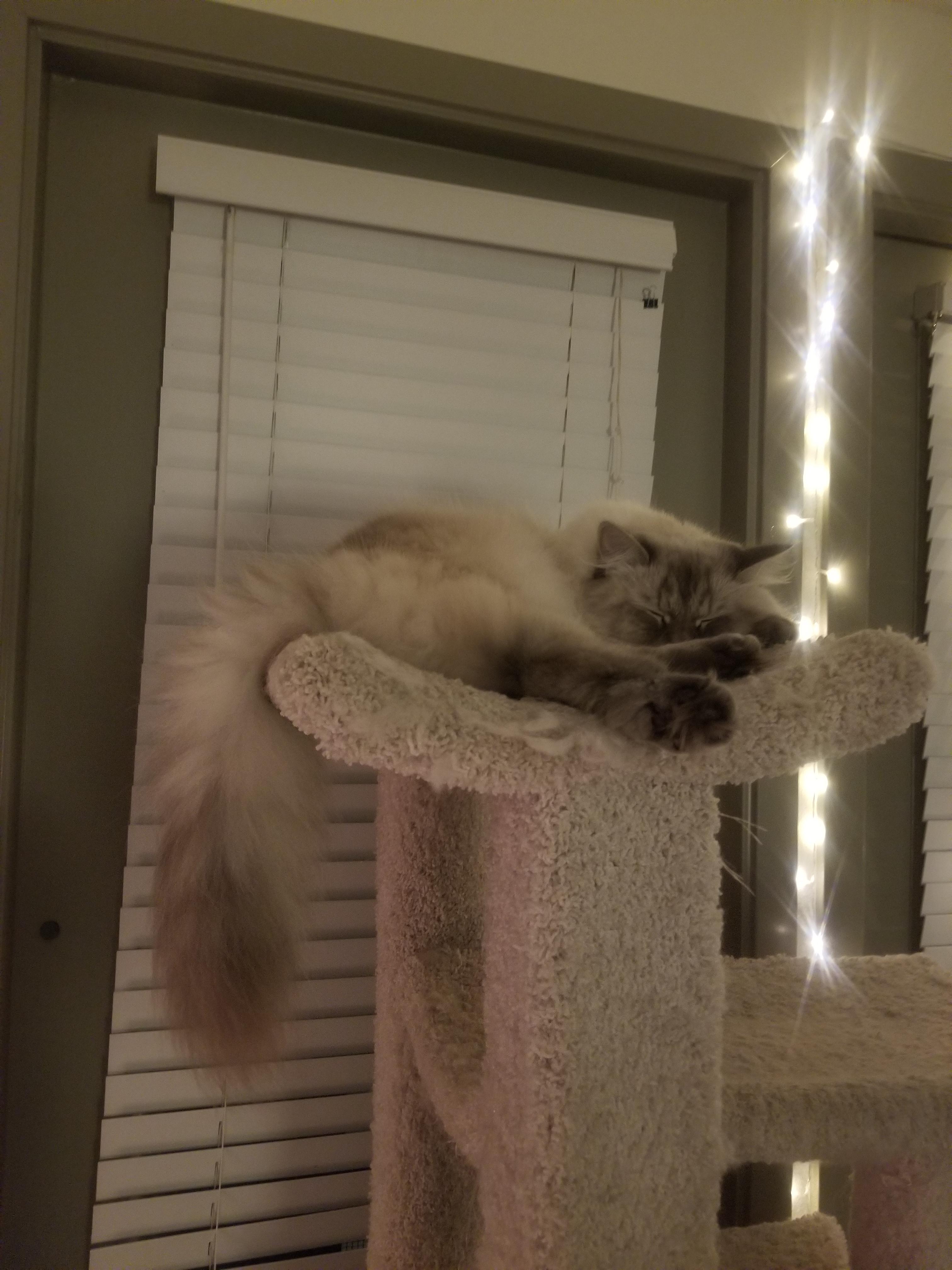 vanilla zoodle | Scrolller