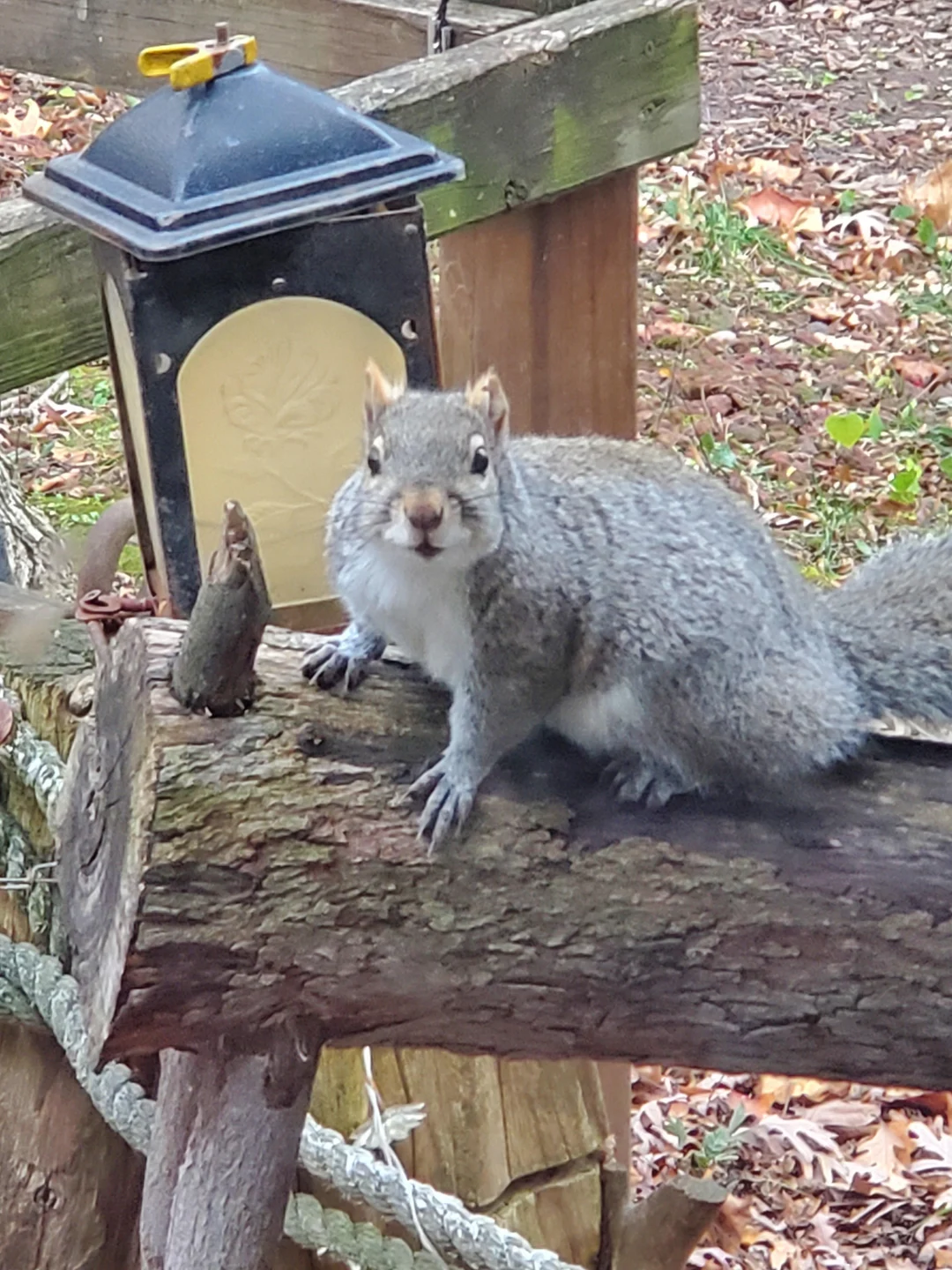 This Absolute Unit of a Squirrel. | Scrolller