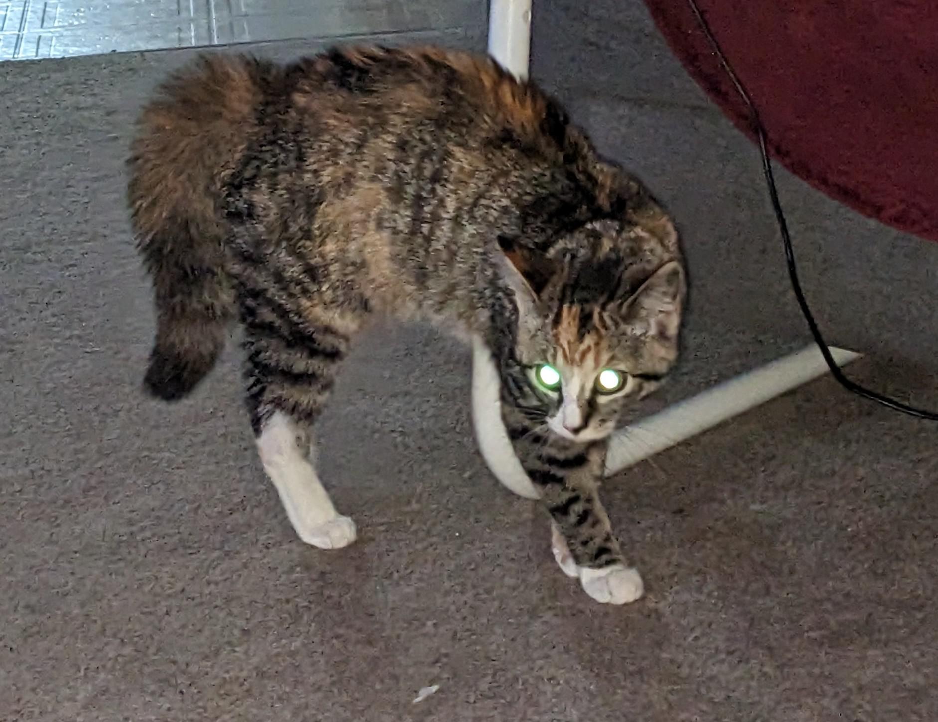 Sentinel Mode Activated | Scrolller