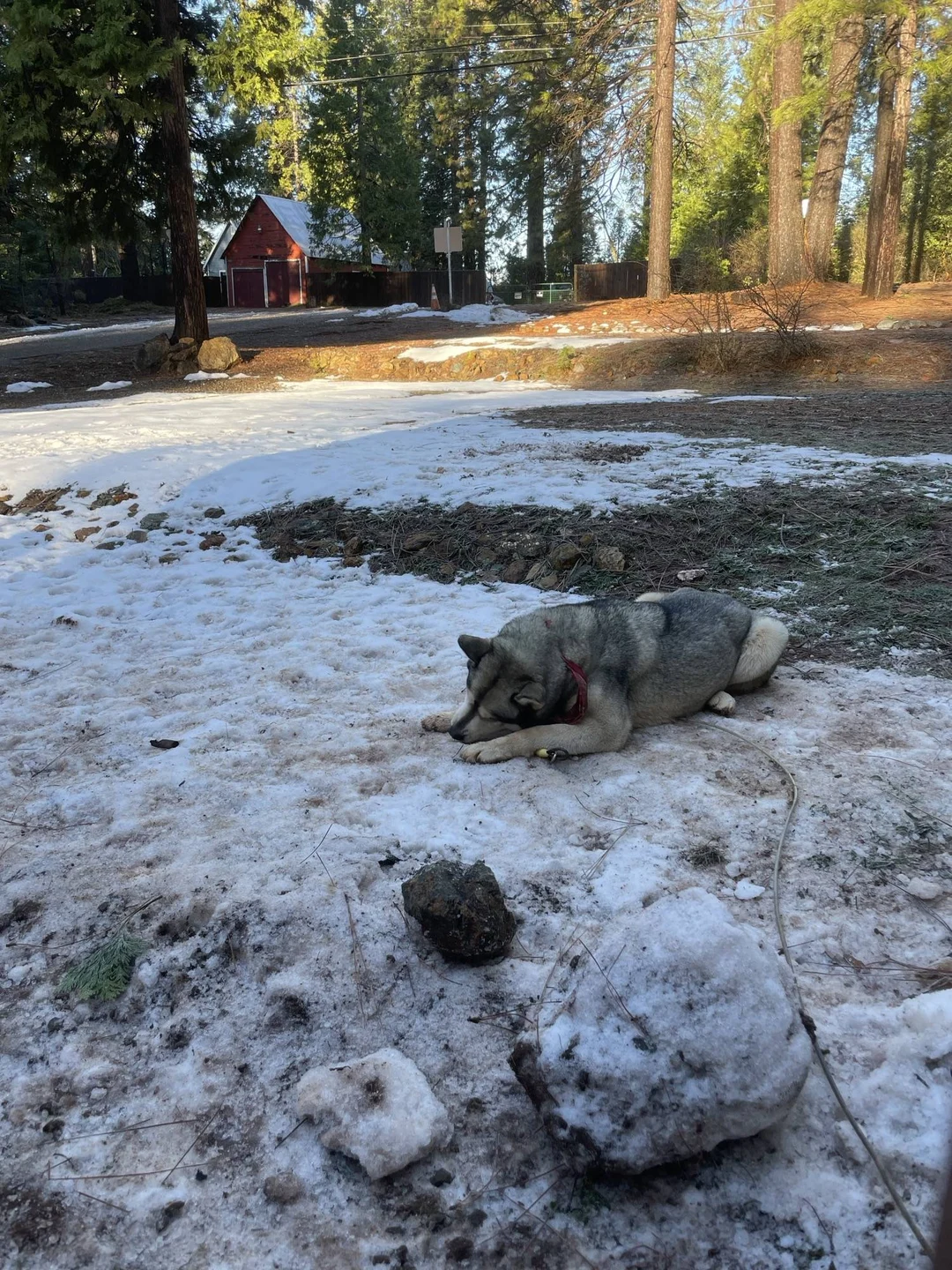 Wiley’s first snow | Scrolller