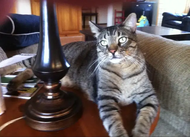 Photo of lamp | Scrolller