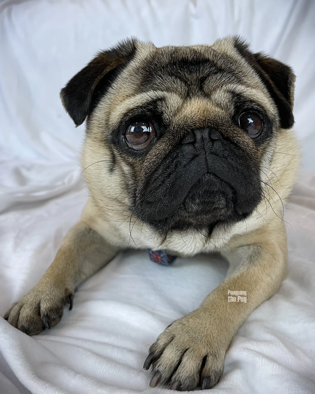 "I'm NOT tired!" 😴 Pangpang the Pug falling asleep during photoshoot. It's tiring being this ...