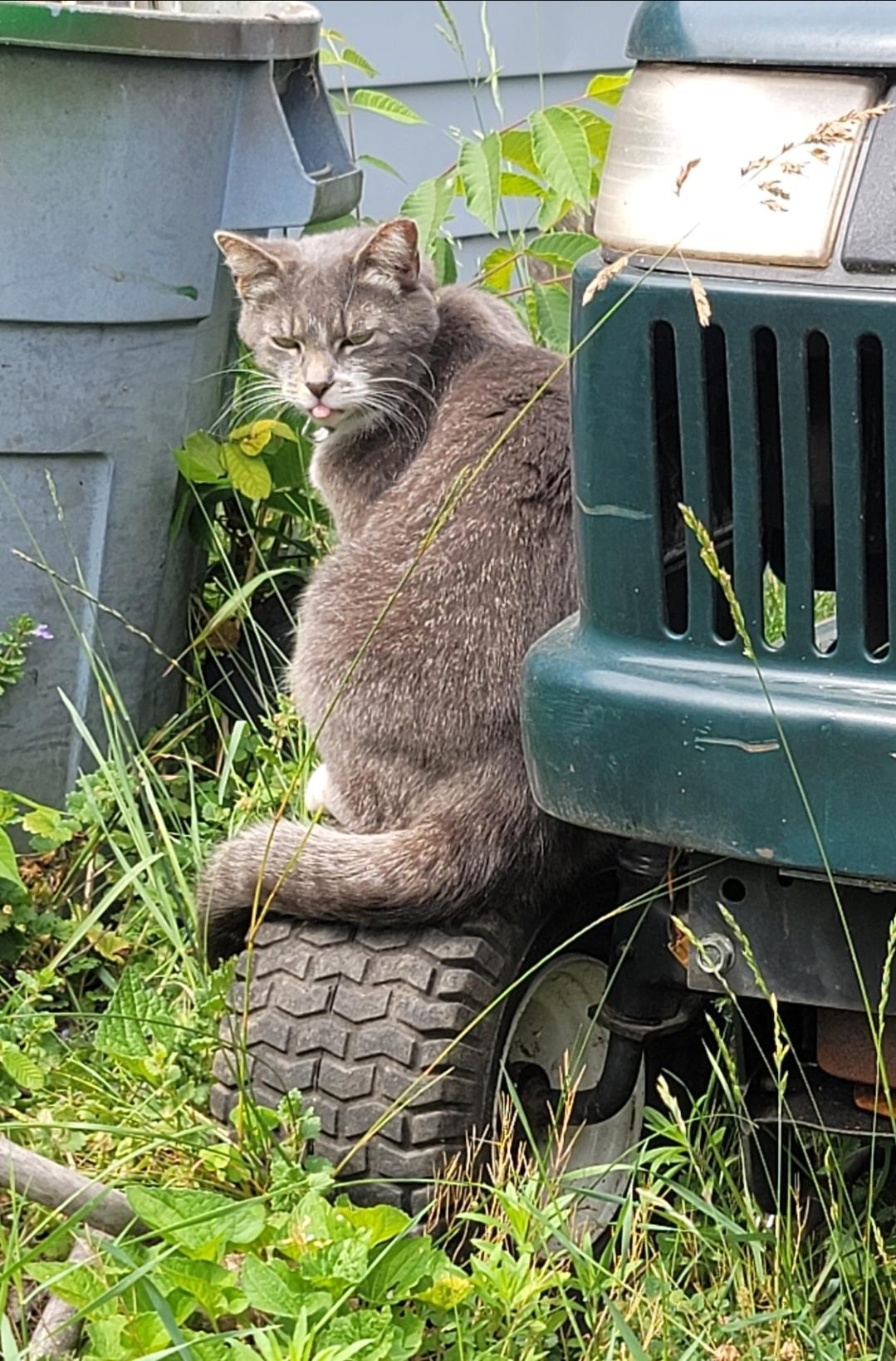 Stray cat blep | Scrolller