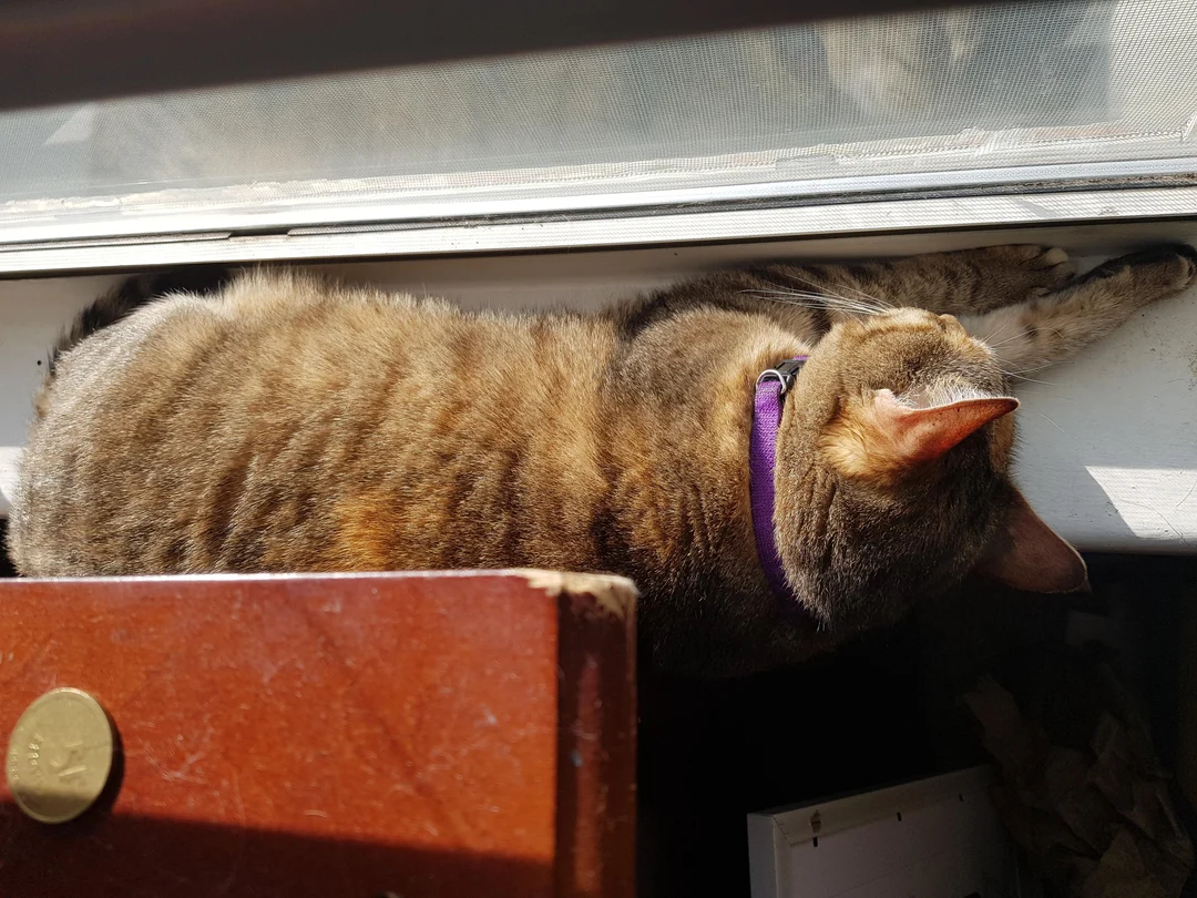 Purrfect place for a cat nap | Scrolller
