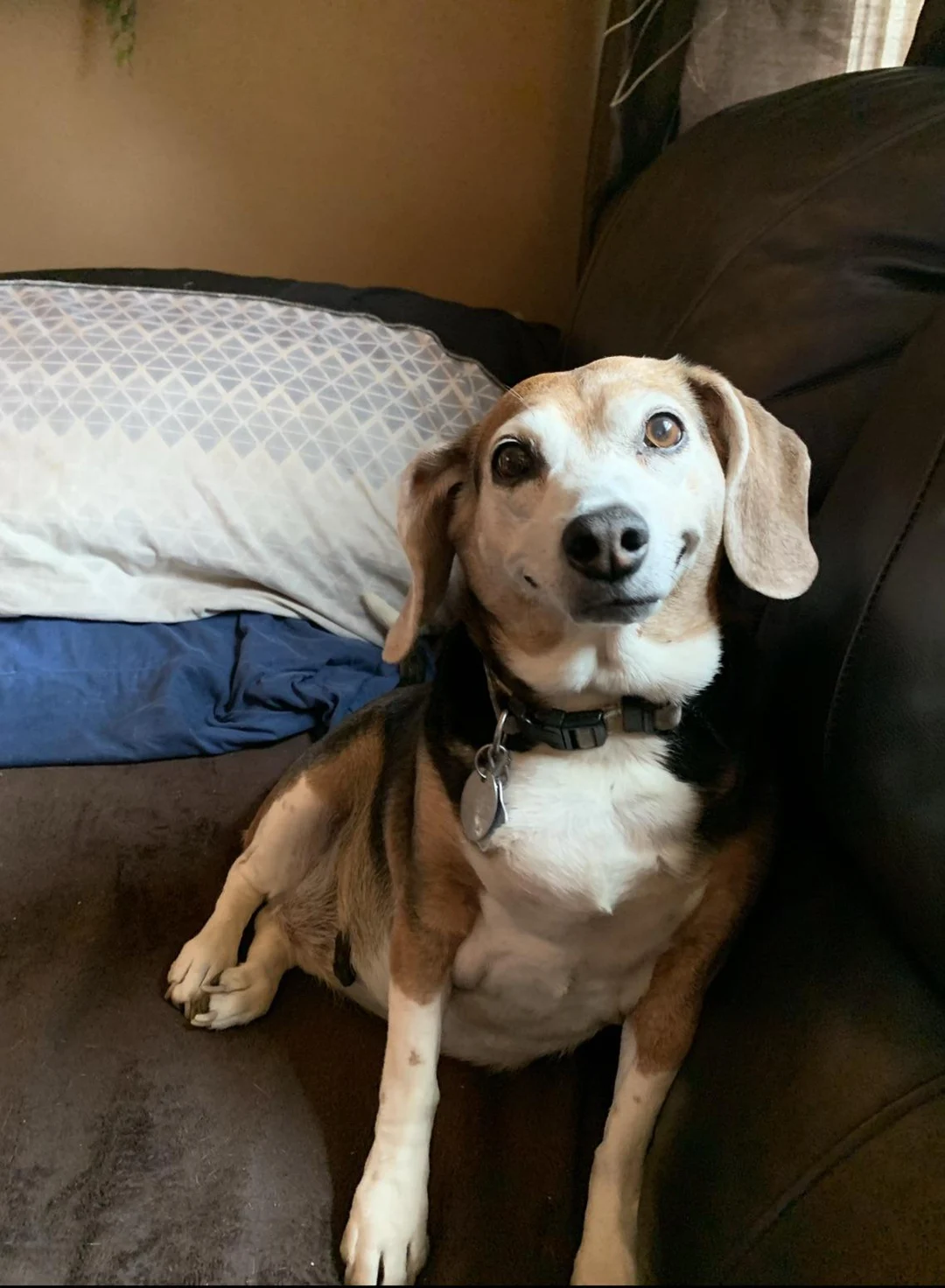 My old beagle | Scrolller