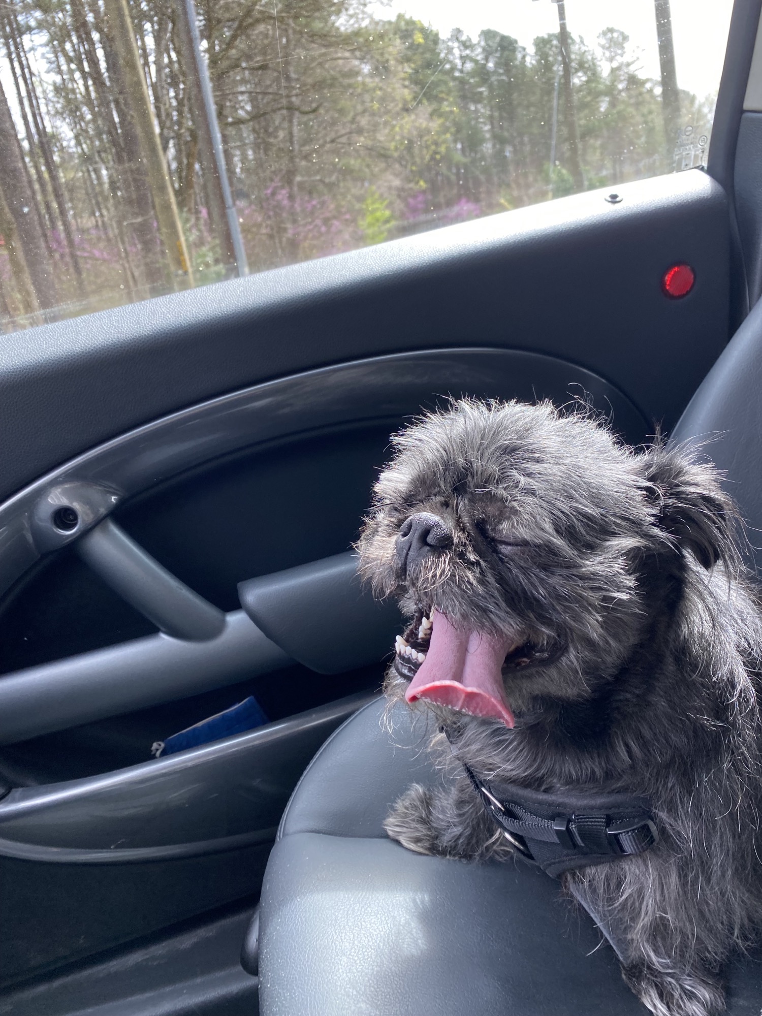 Happy gotcha day, Ray. | Scrolller